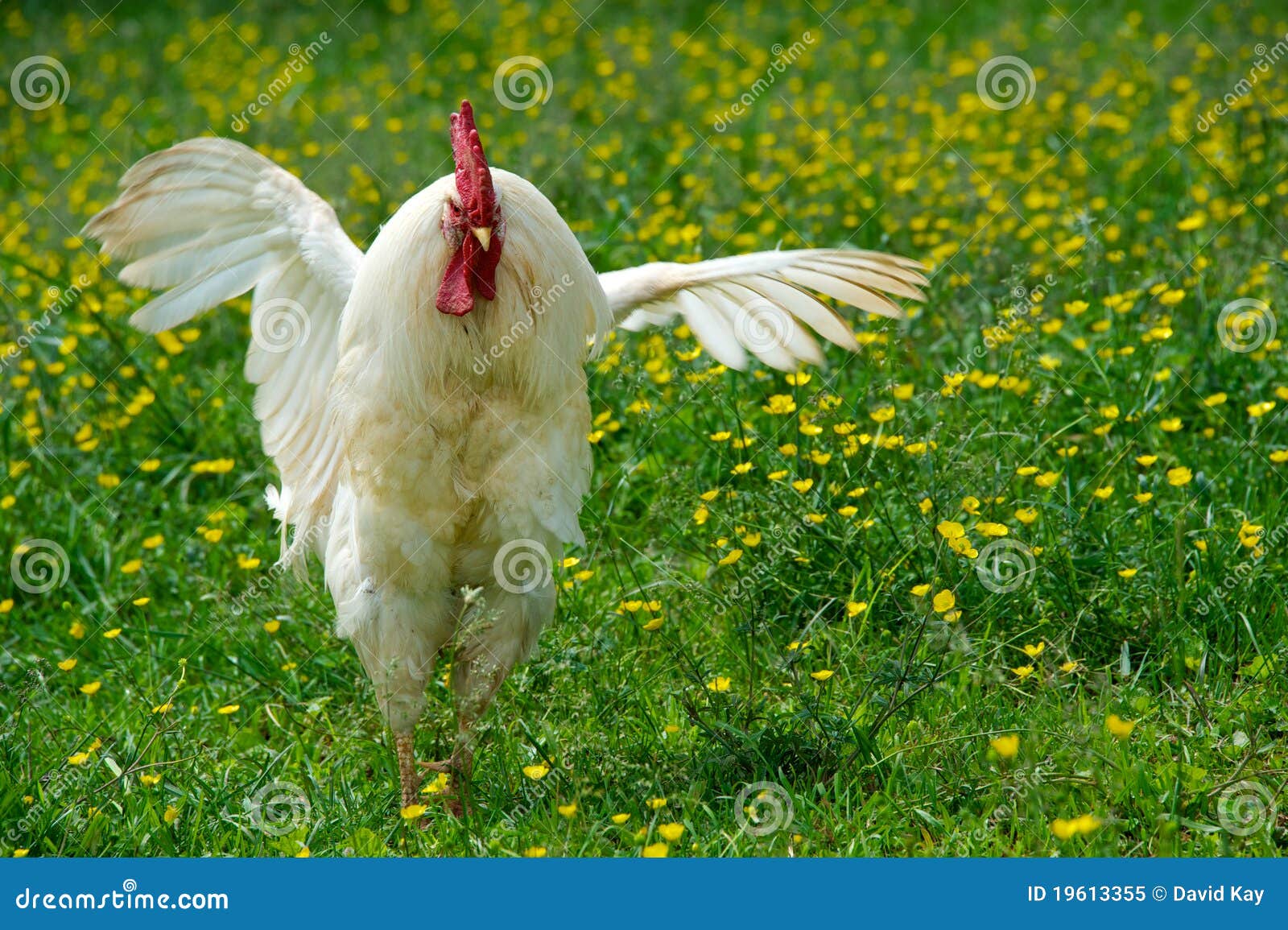 White Rooster stock image. Image of comb, wing, feather - 19613355