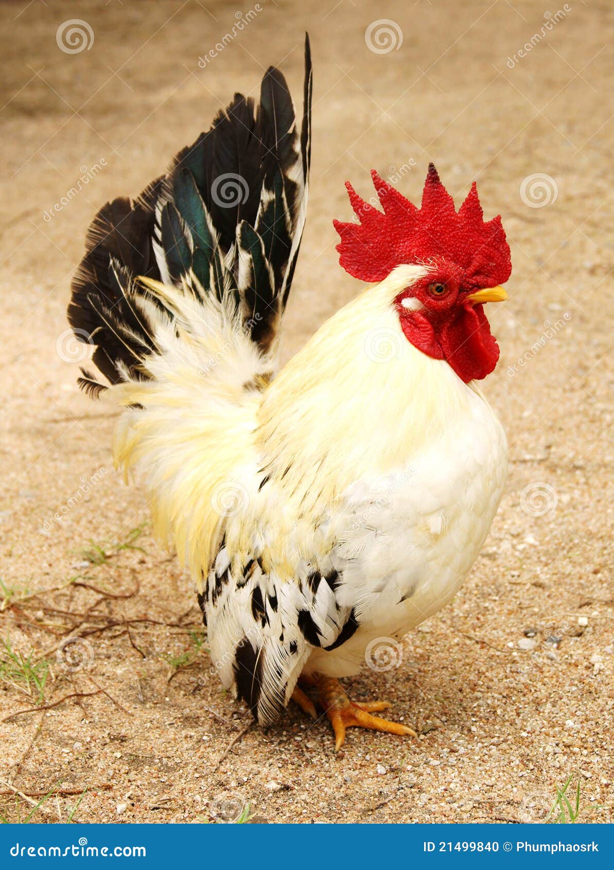 White Rooster stock photo. Image of poultry, breed, chicken - 21499840