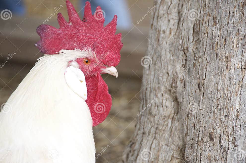 White Rooster stock image. Image of stare, dominant, farm - 22124545