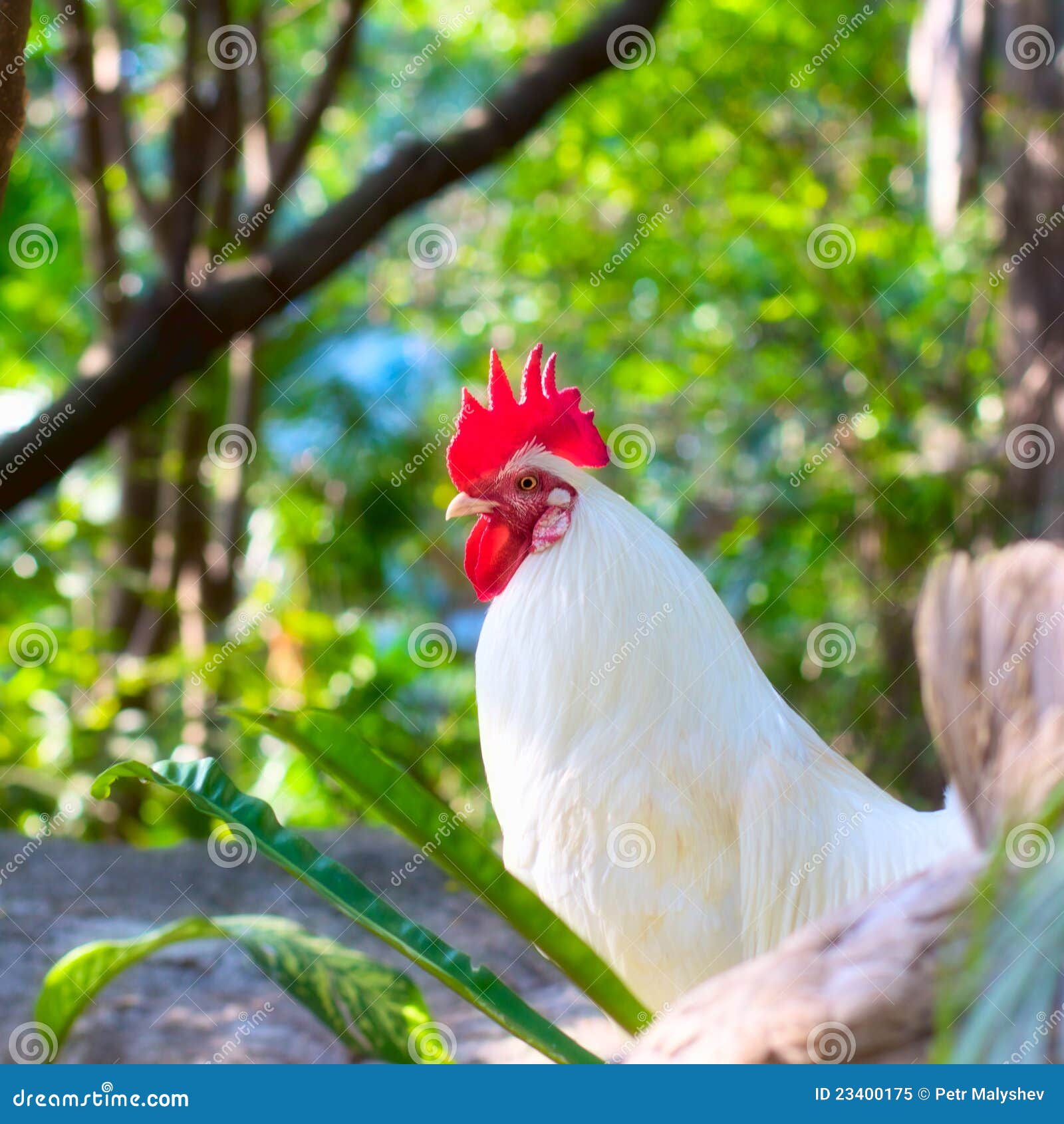 White Rooster stock image. Image of dominant, green, magnificent - 23400175