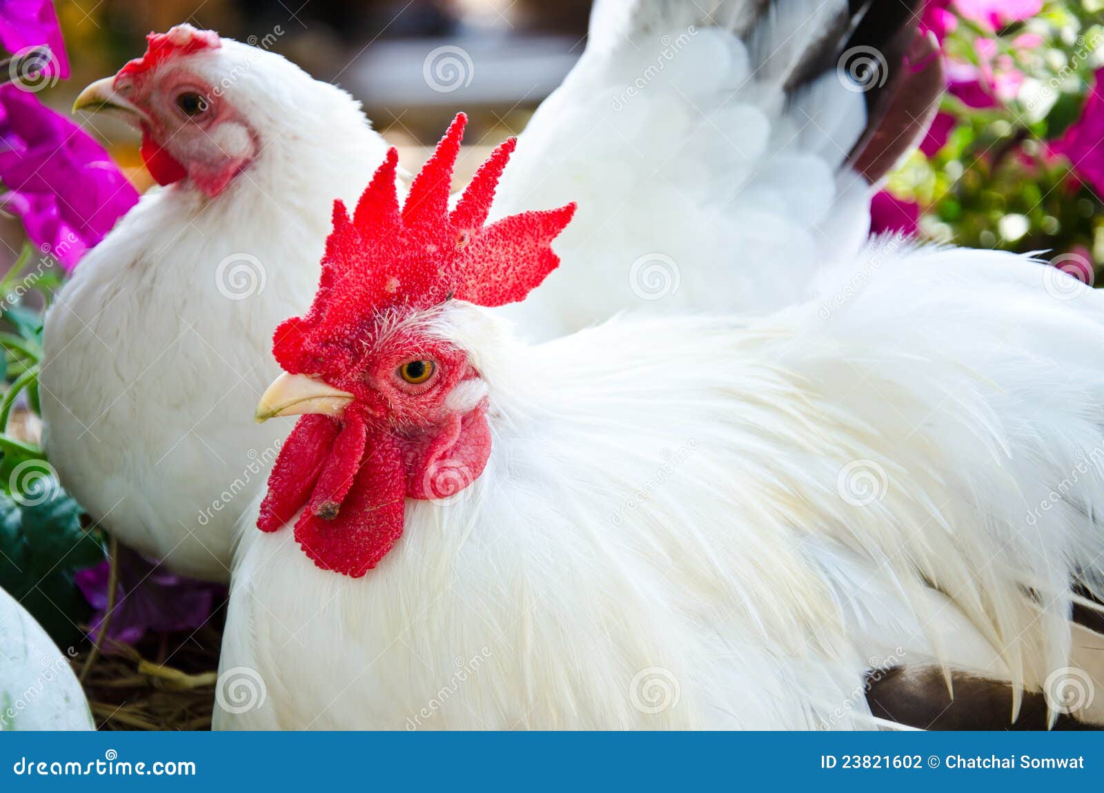 White Rooster stock photo. Image of chicken, elegant - 23821602