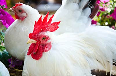 White Rooster stock photo. Image of chicken, elegant - 23821602