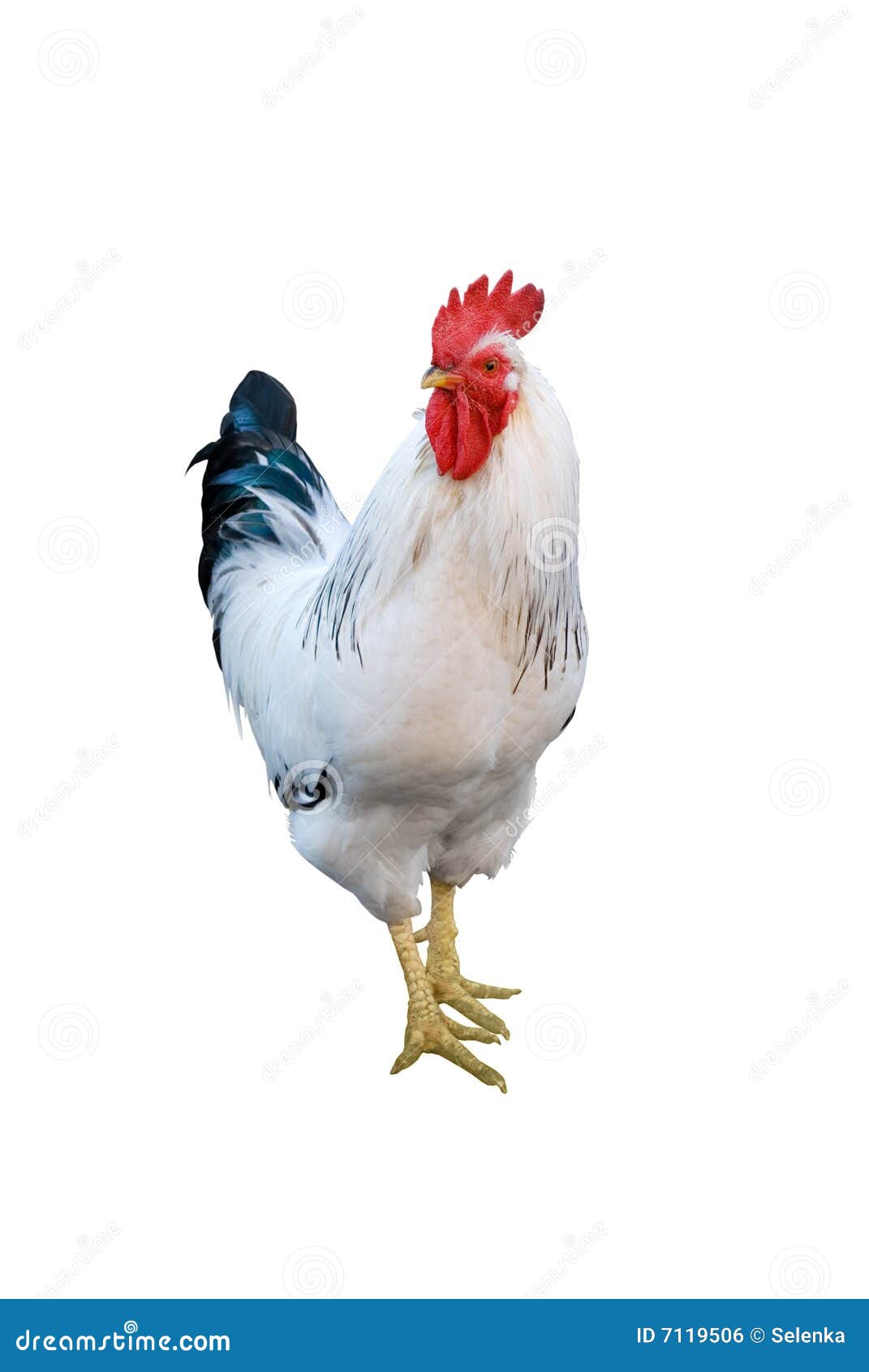 White Rooster Royalty-Free Stock Photography | CartoonDealer.com #1804901