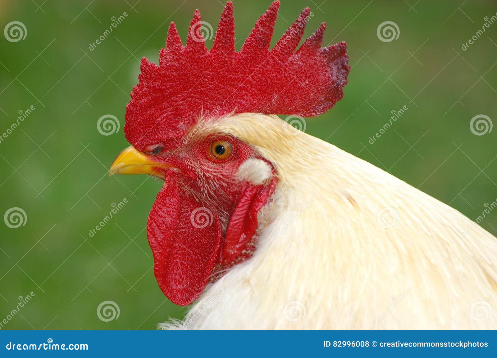 White Rooster Picture. Image: 82996008