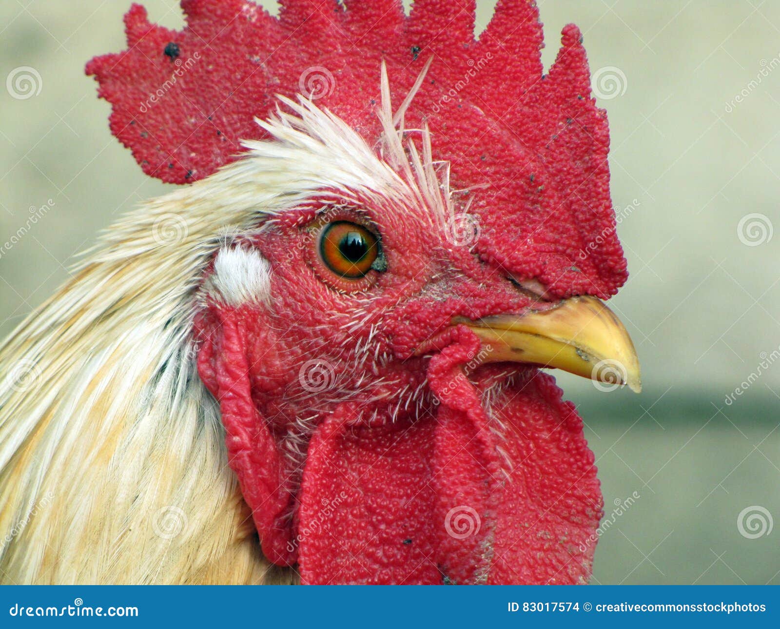 White Rooster Picture. Image: 83017574