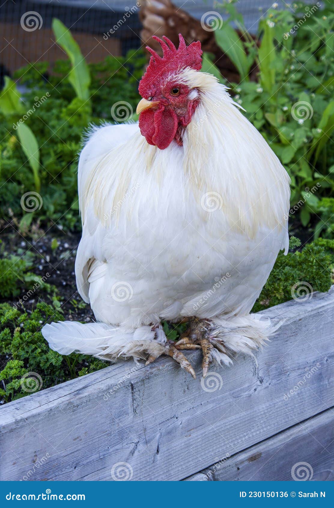 White Rooster stock photo. Image of quebec, poultry - 230150136