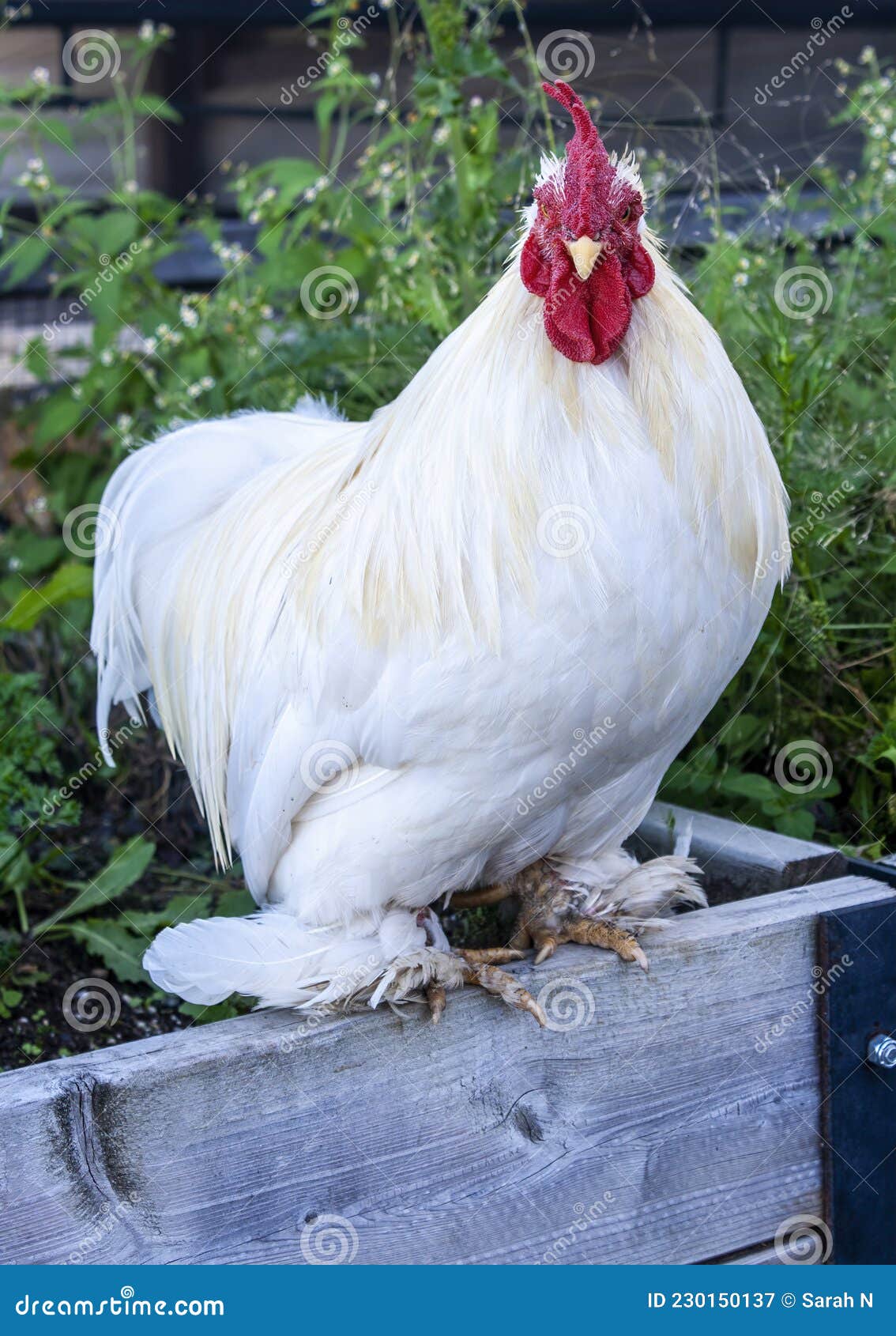 White Rooster stock image. Image of farm, fowl, feather - 230150137