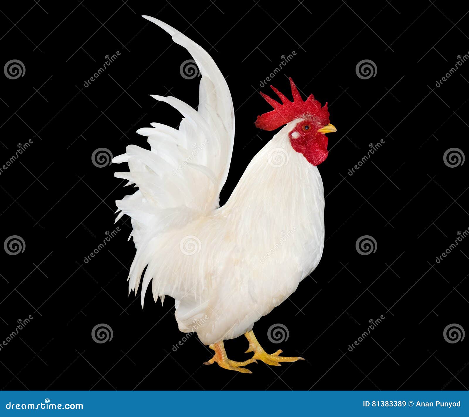 Bantam Chicken Is Standing Isolated On White Background Stock Photo ...