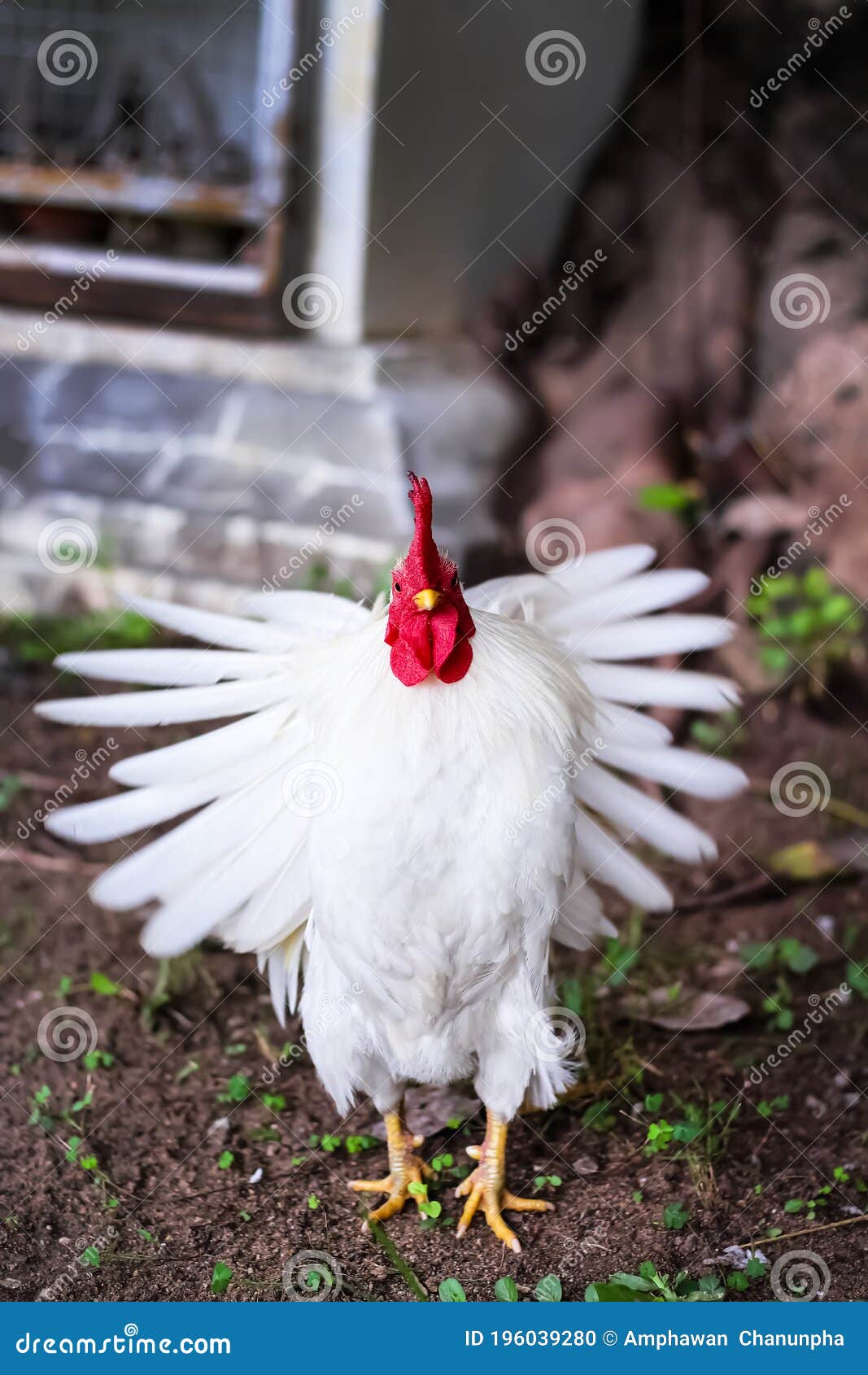 White Rooster Bantam Looking and Open Wings Stock Photo - Image of ...