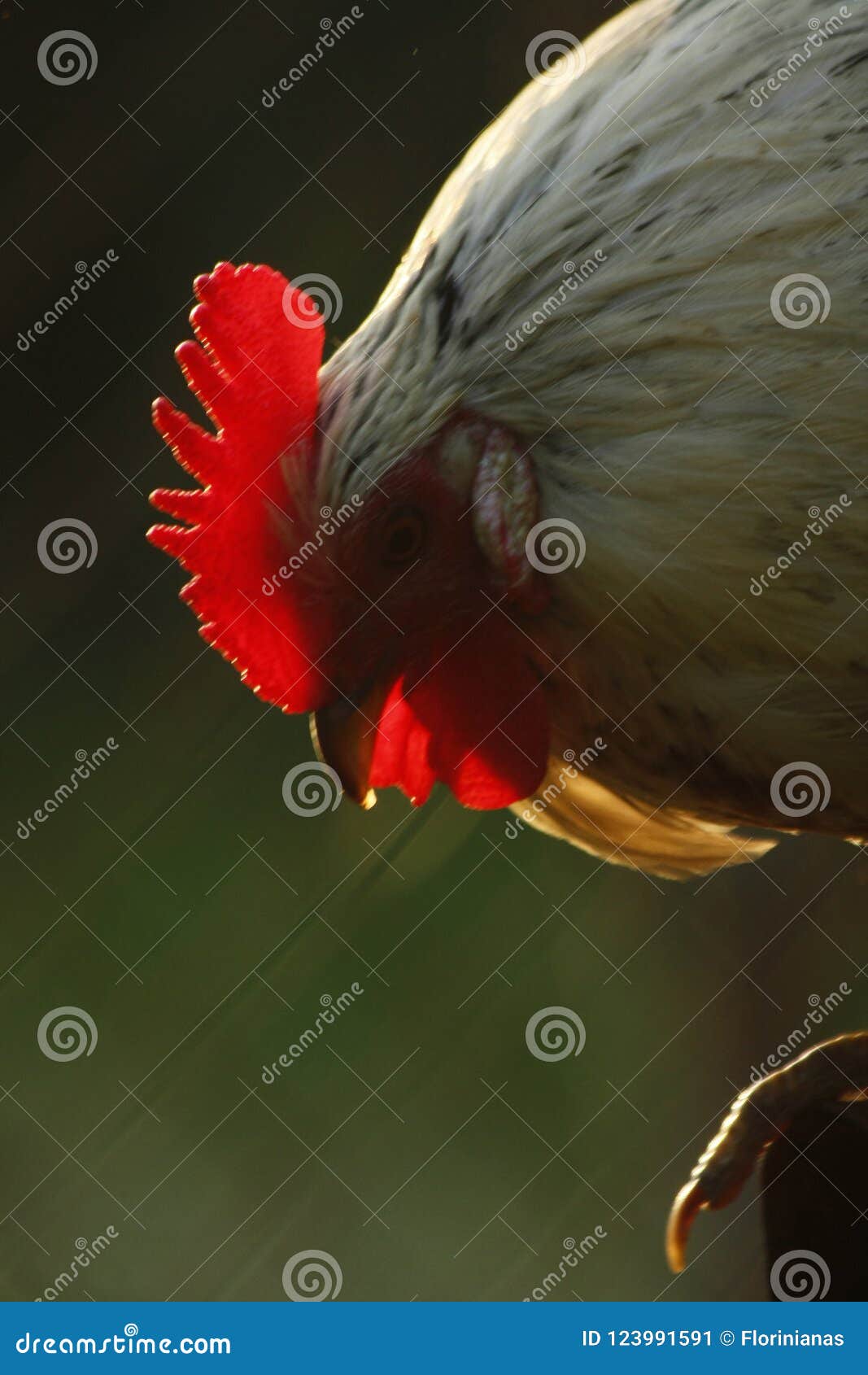 White Rooster, Beak Down, Head Detail, Back Light Stock Image - Image ...