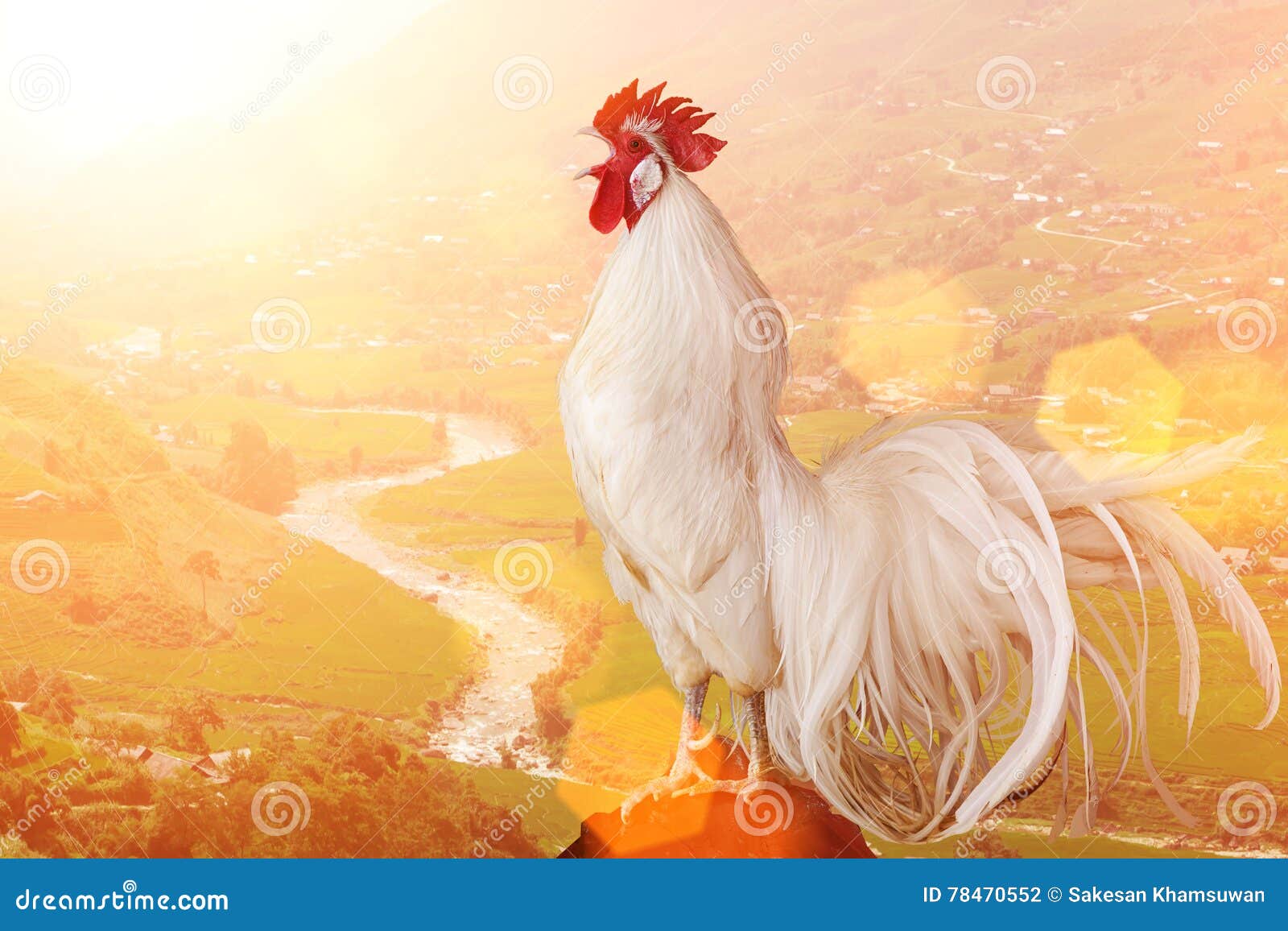 White Rooster stock photo. Image of meat, farm, morning - 78470552