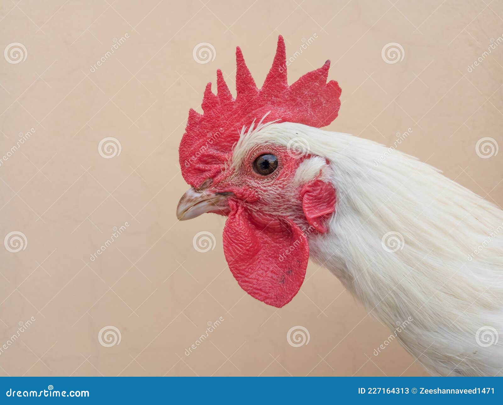 White Rooster Comb, Neck or Head Close Up. Stock Image - Image of farm ...