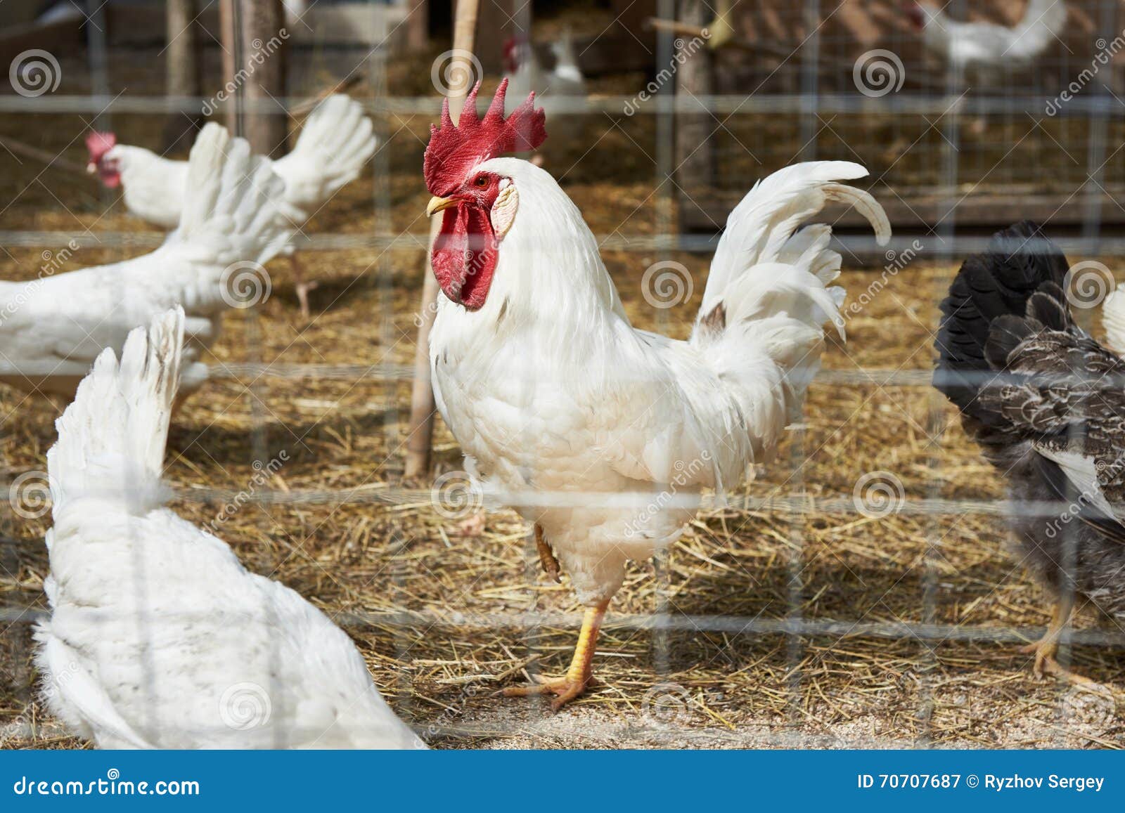 White rooster on farm stock image. Image of farm, peck - 70707687