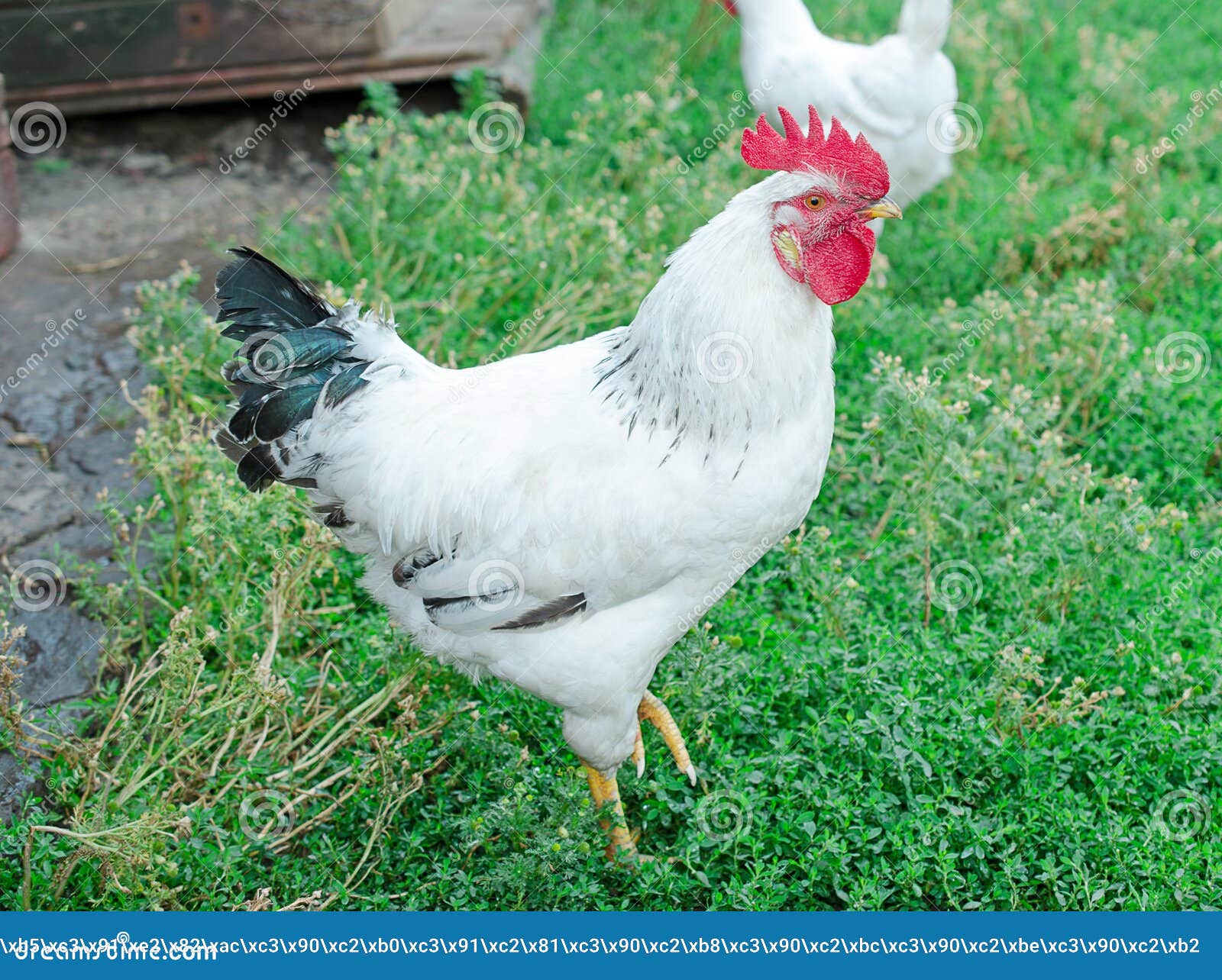 White rooster stock image. Image of green, white, standing - 43212273