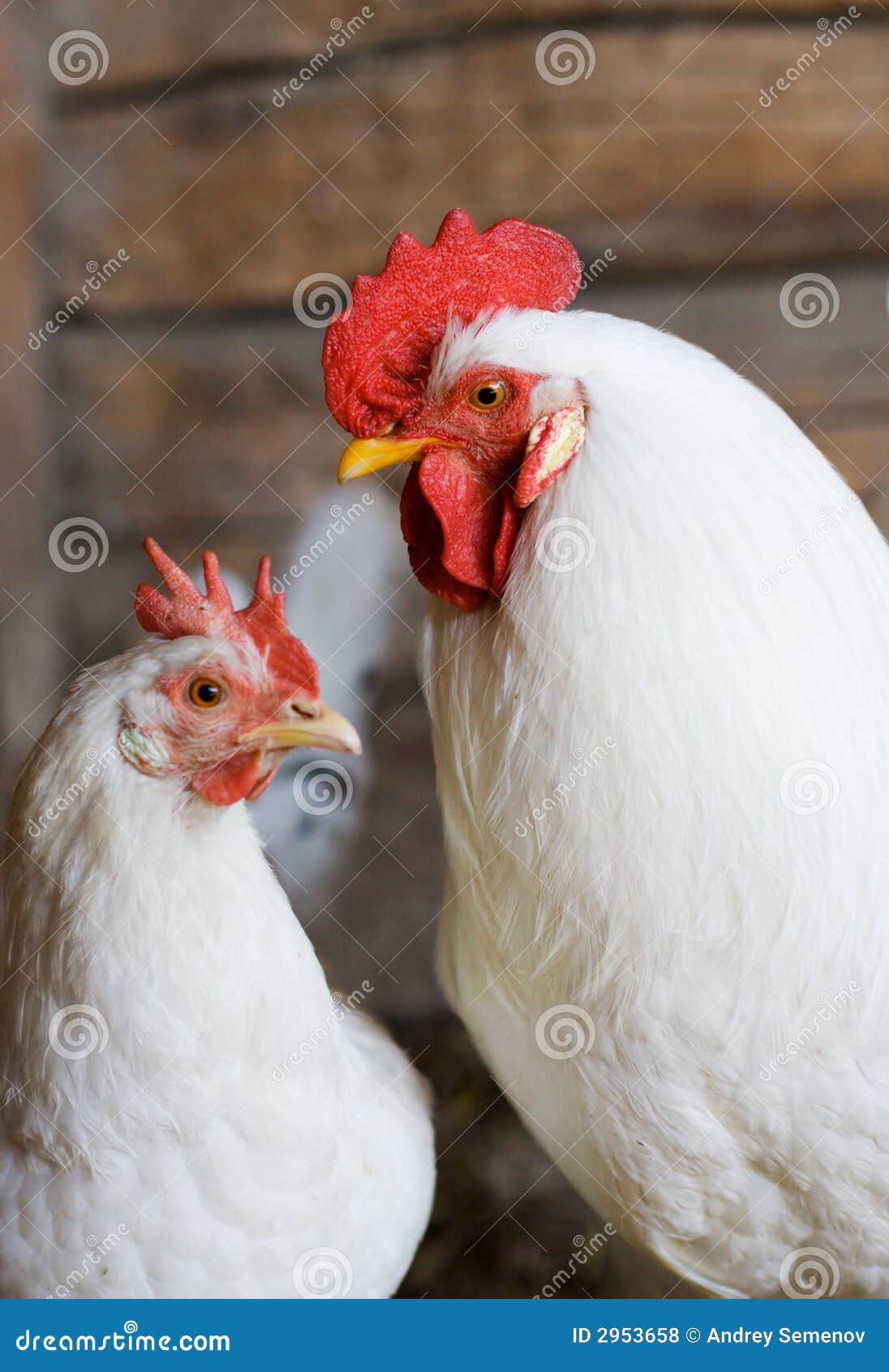 White Rooster Of Domestic Hen Eating Grains Of Grain From A Metal Tray ...