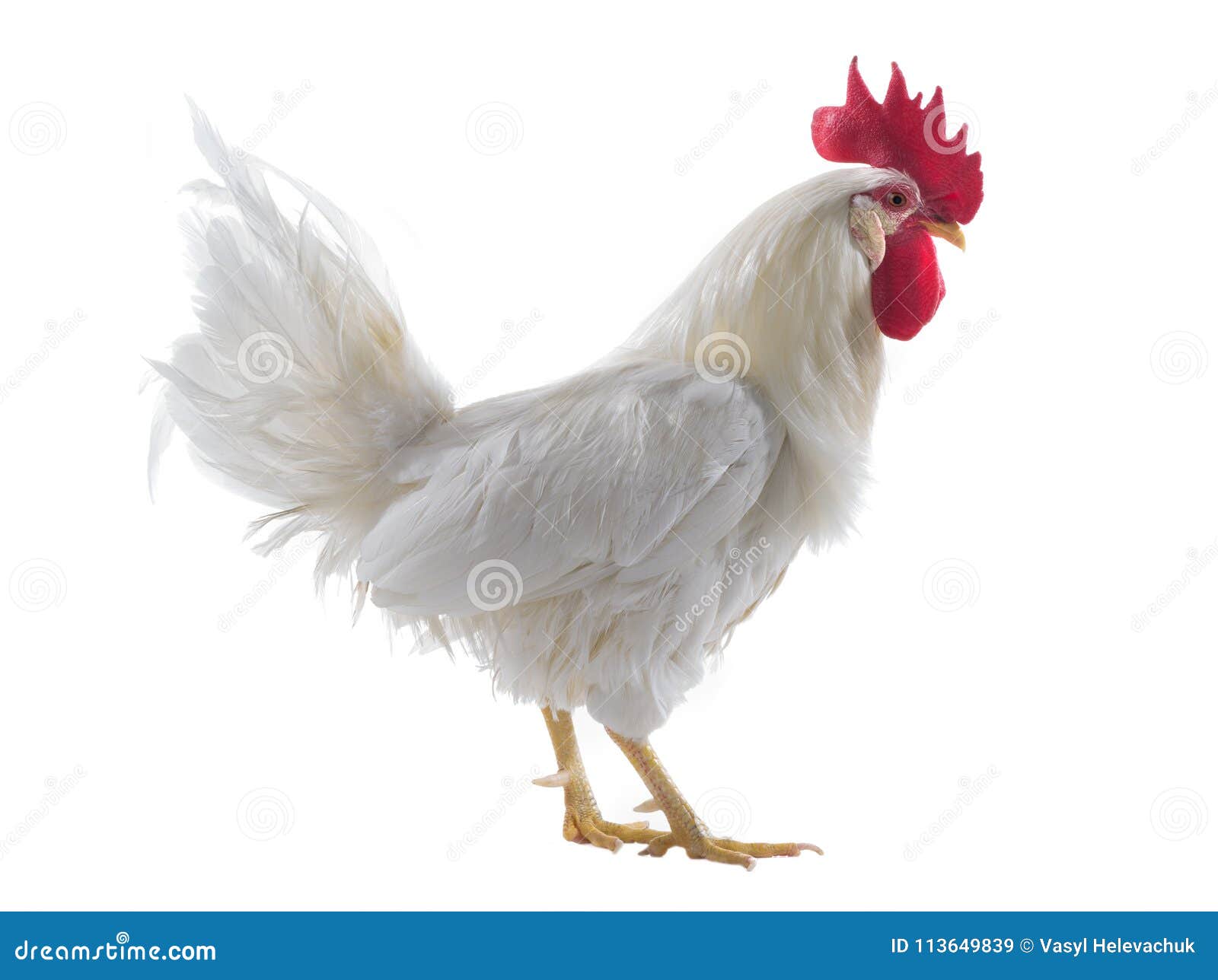 White Rooster Isolated on White Stock Image - Image of animal, symbol ...