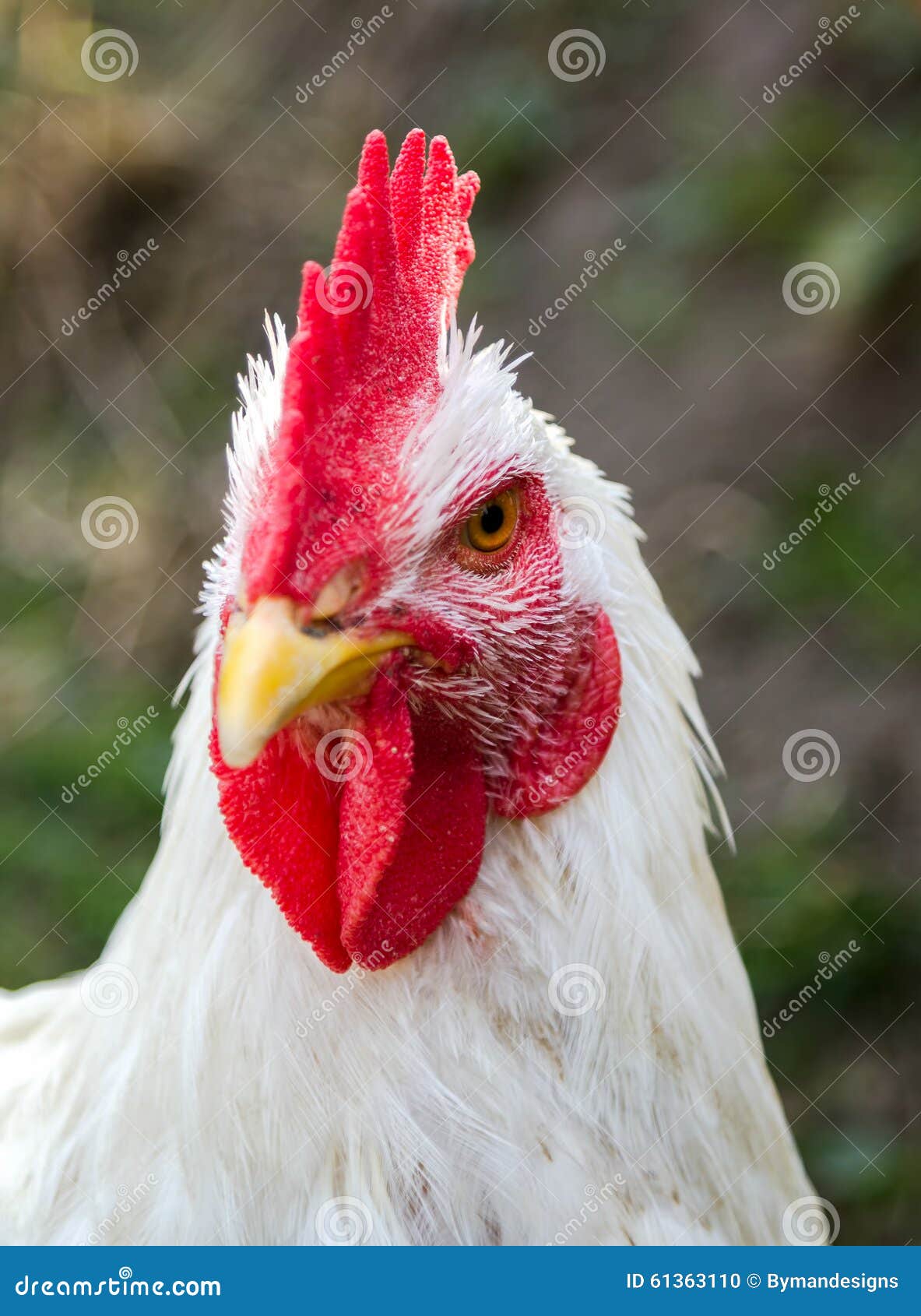 White Rooster Looking at the Camera Stock Photo - Image of head ...