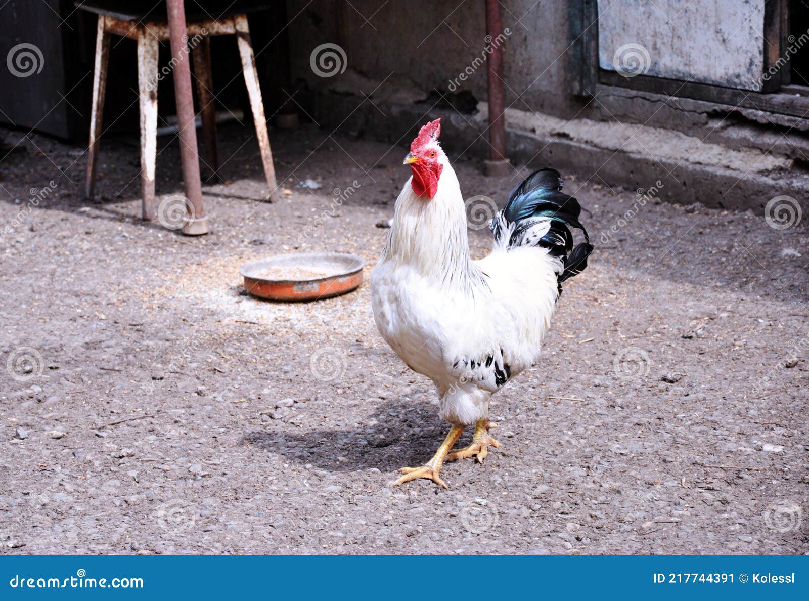 White Rooster Outdoors in Spring Stock Image - Image of feather ...
