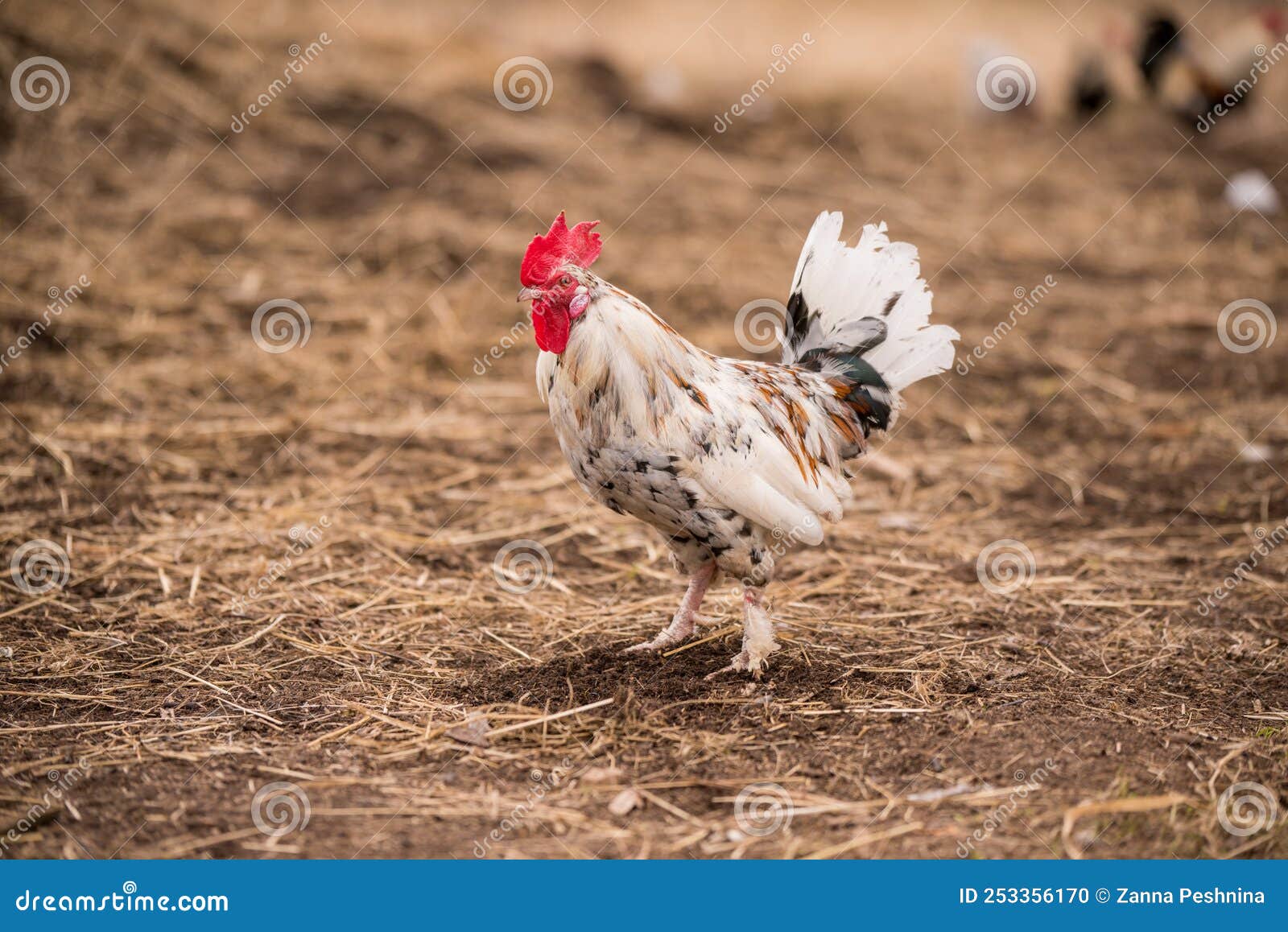 White Rooster Outside in the Village on Spring Stock Photo - Image of ...