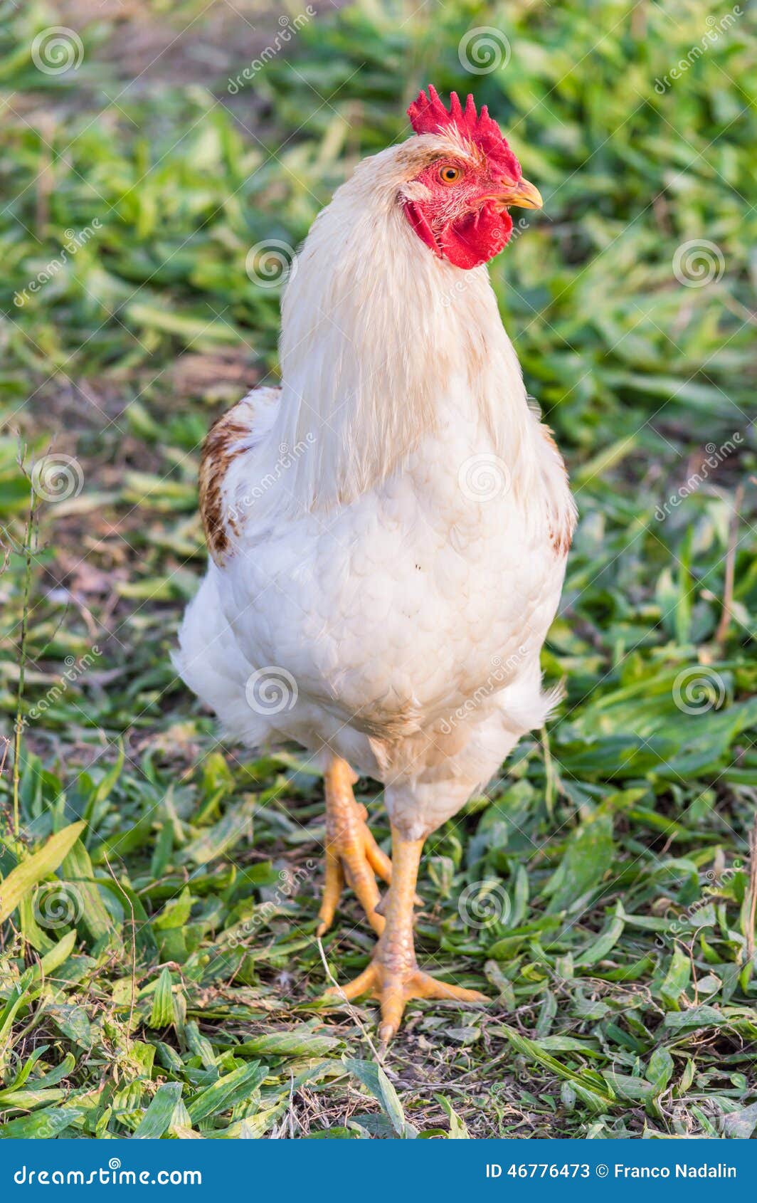 White rooster stock image. Image of countryside, grass - 46776473