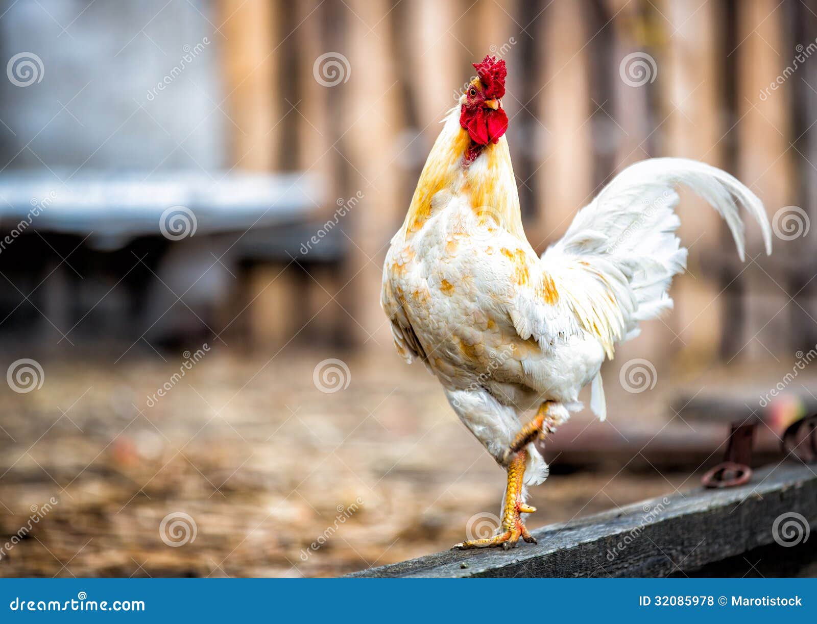 White rooster stock photo. Image of rooster, foot, domestic - 32085978