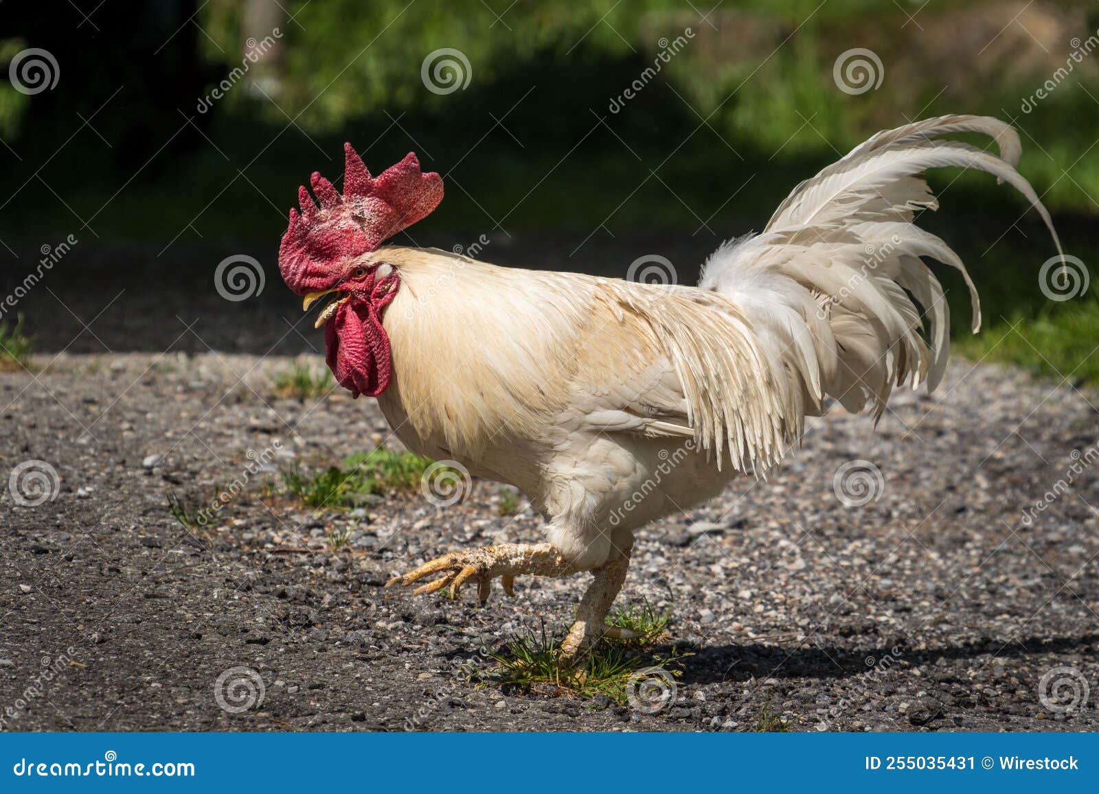 White Rooster with a Raised Leg Stock Image - Image of rooster, farm ...