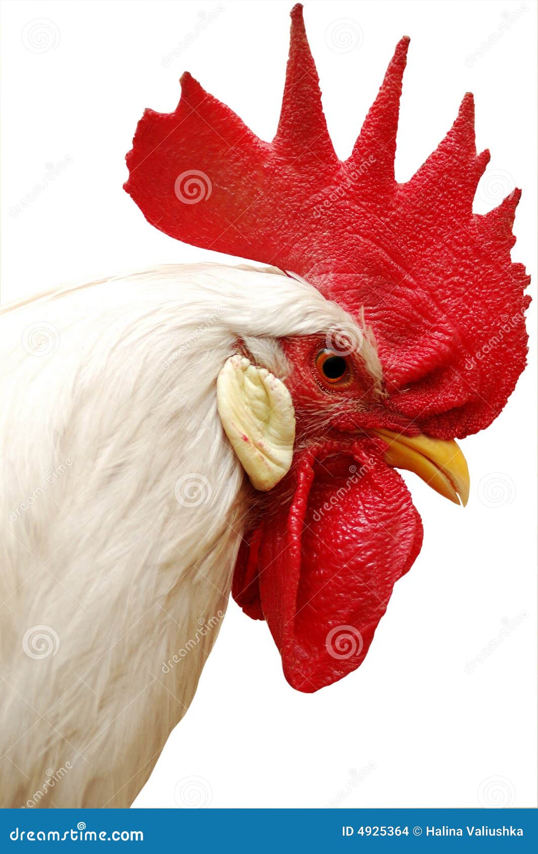 White Rooster with Red Crest Stock Photo - Image of fowl, chicken: 4925364