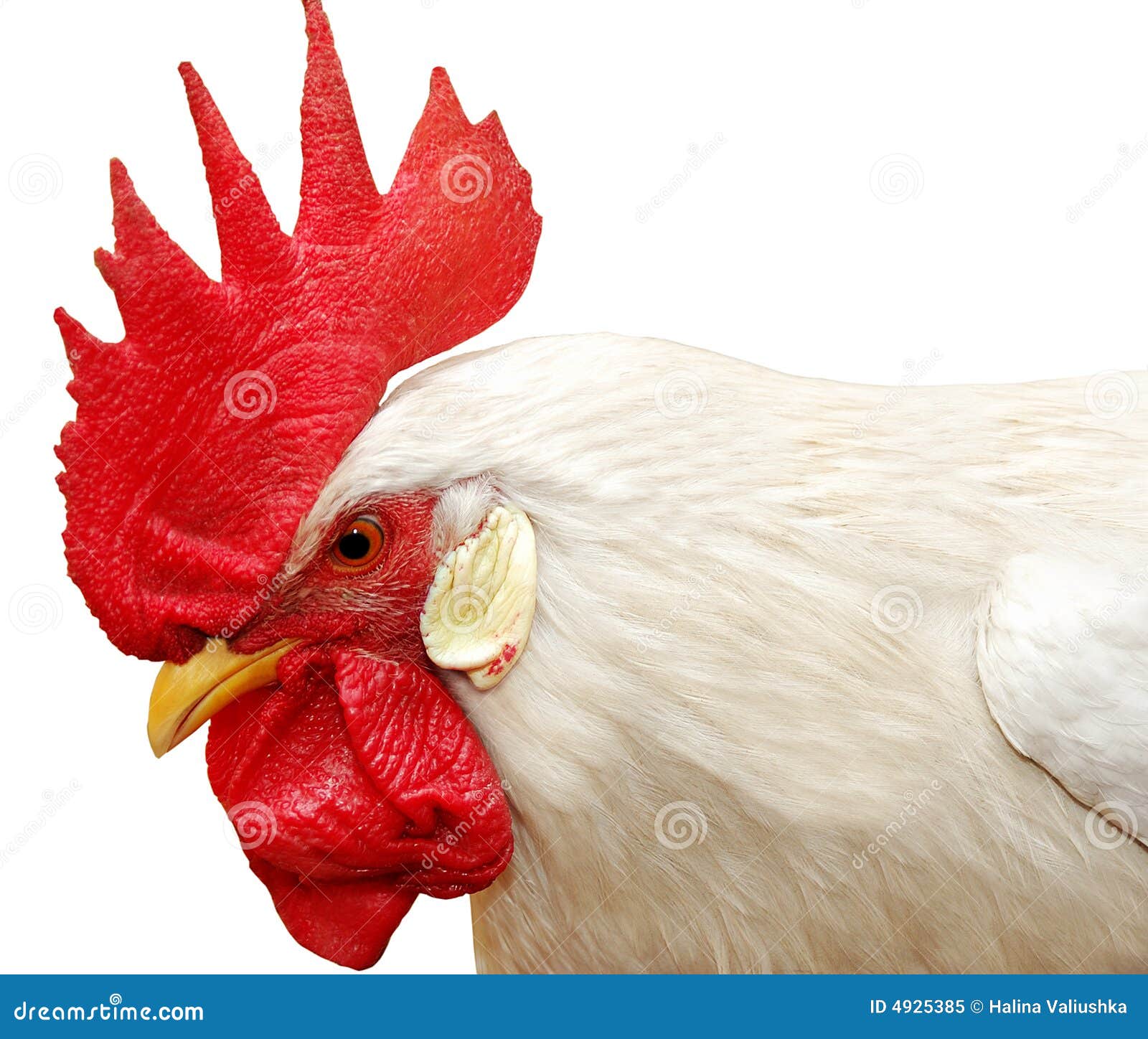 White Rooster Of Domestic Hen Eating Grains Of Grain From A Metal Tray ...