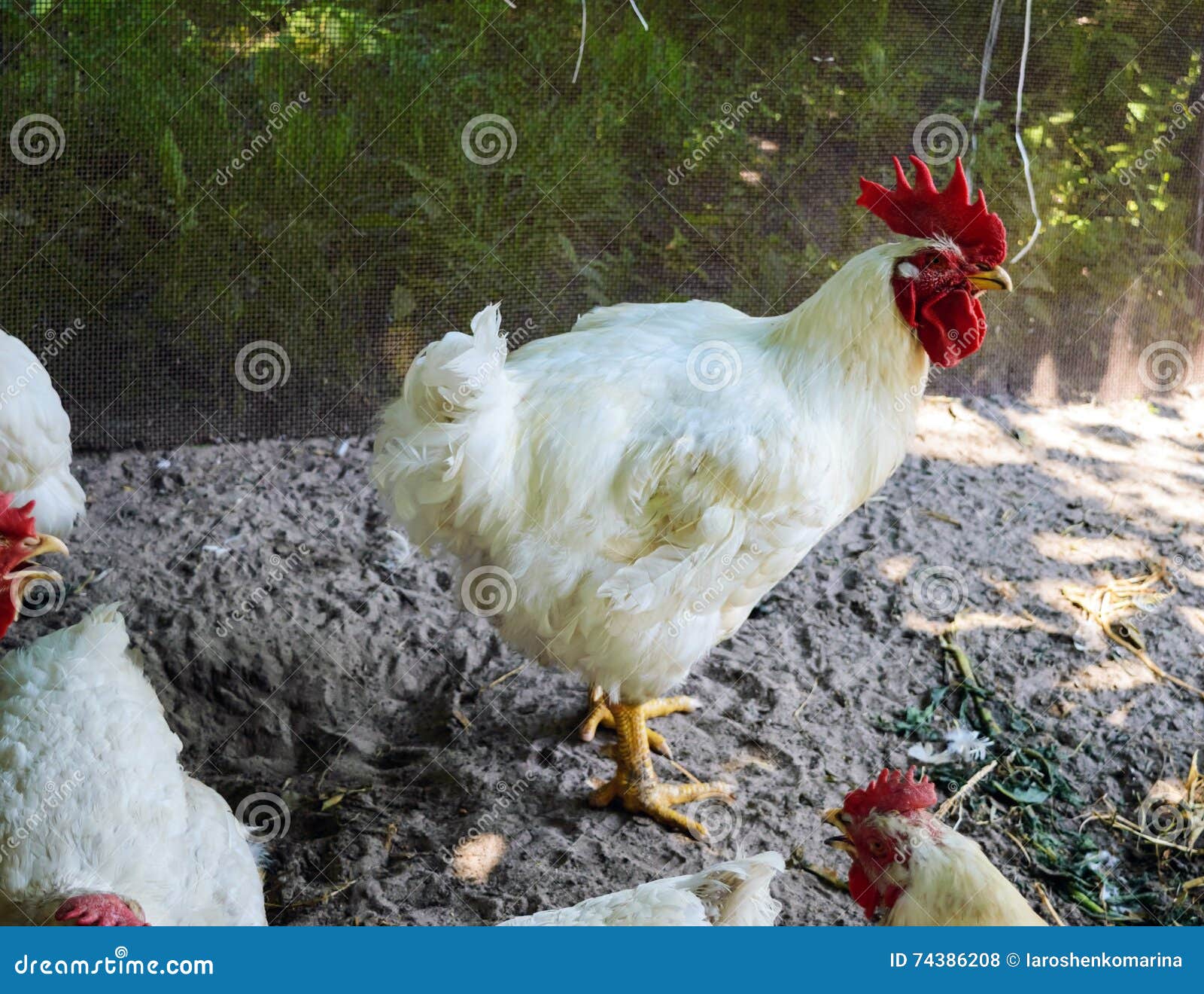 White Rooster with Red Crest in Chickens Stock Photo - Image of male ...