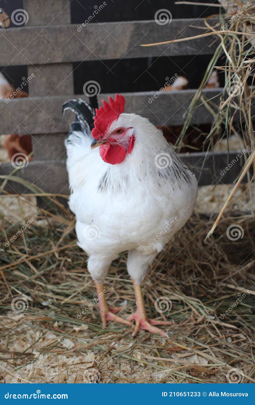 A White Rooster with a Red Crest Sits on a Farm Stock Image - Image of ...