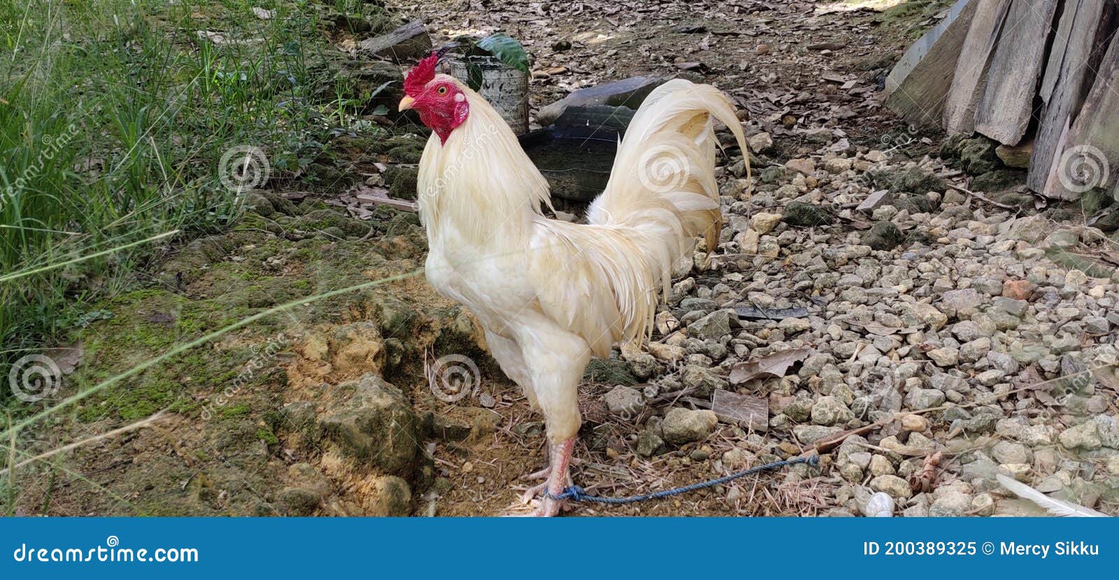 White rooster with rope stock image. Image of ducks - 200389325