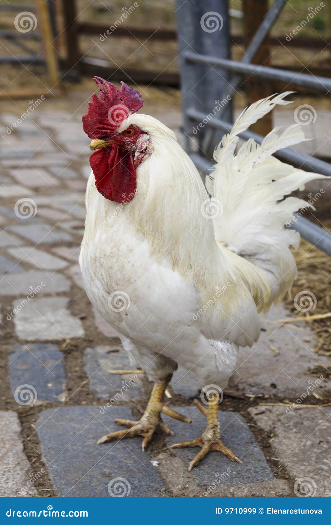 White Rooster Showing Its Profile at Farm Stock Image - Image of black ...