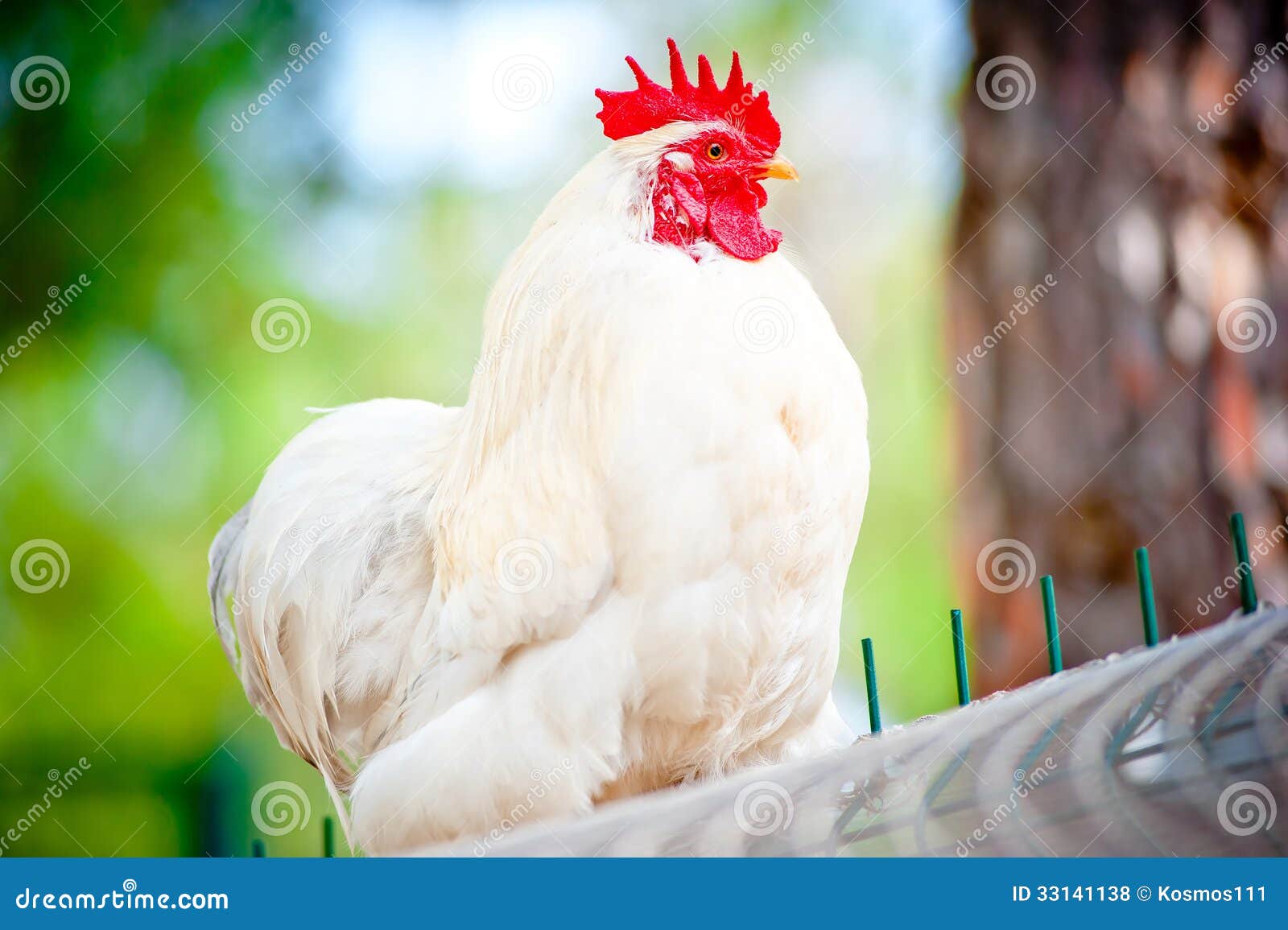 White Rooster Sits at the Top of the Cells in the Chicken Coop Stock ...
