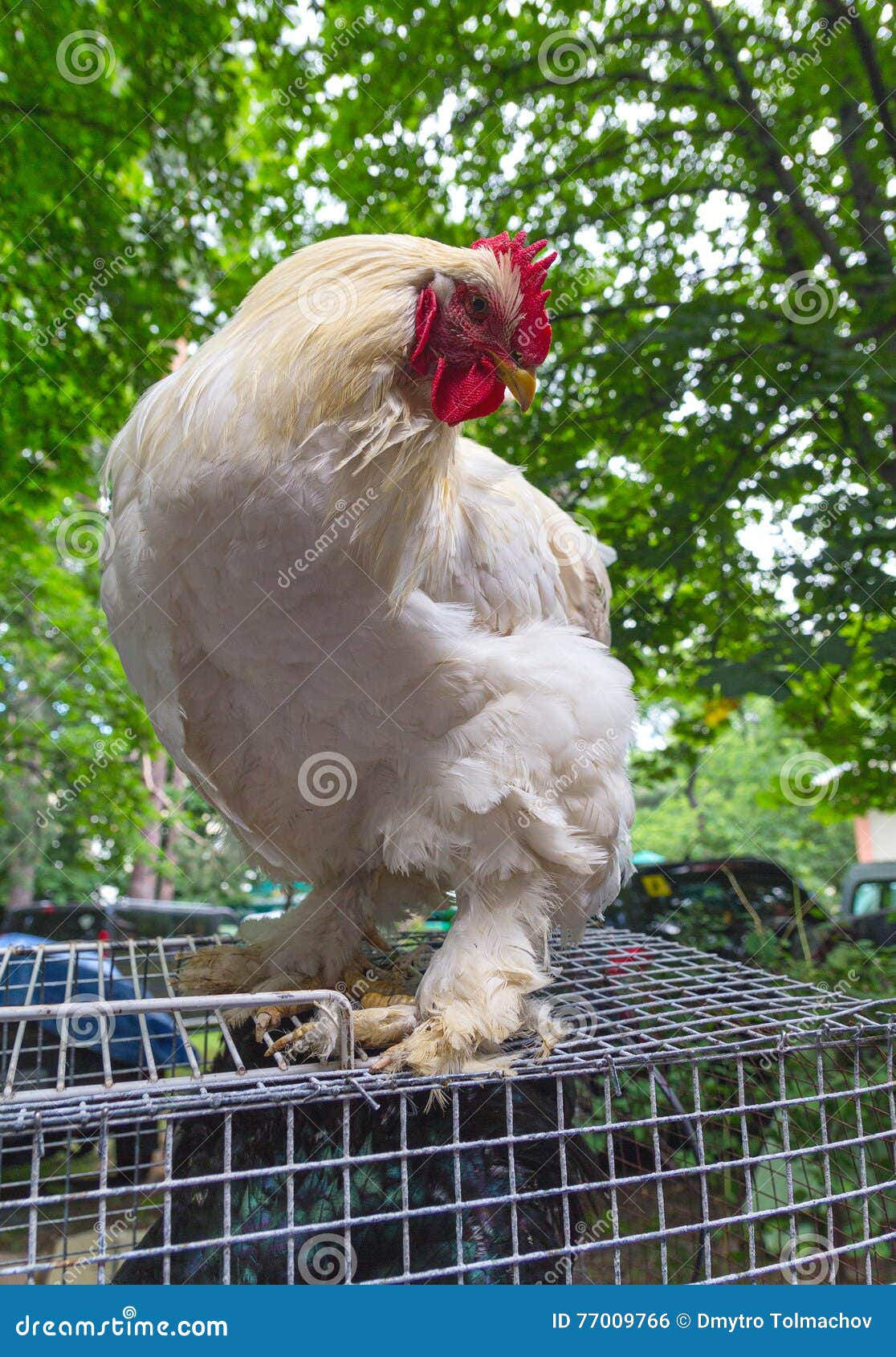 White Rooster Sitting on the Cage Stock Photo - Image of bird, industry ...