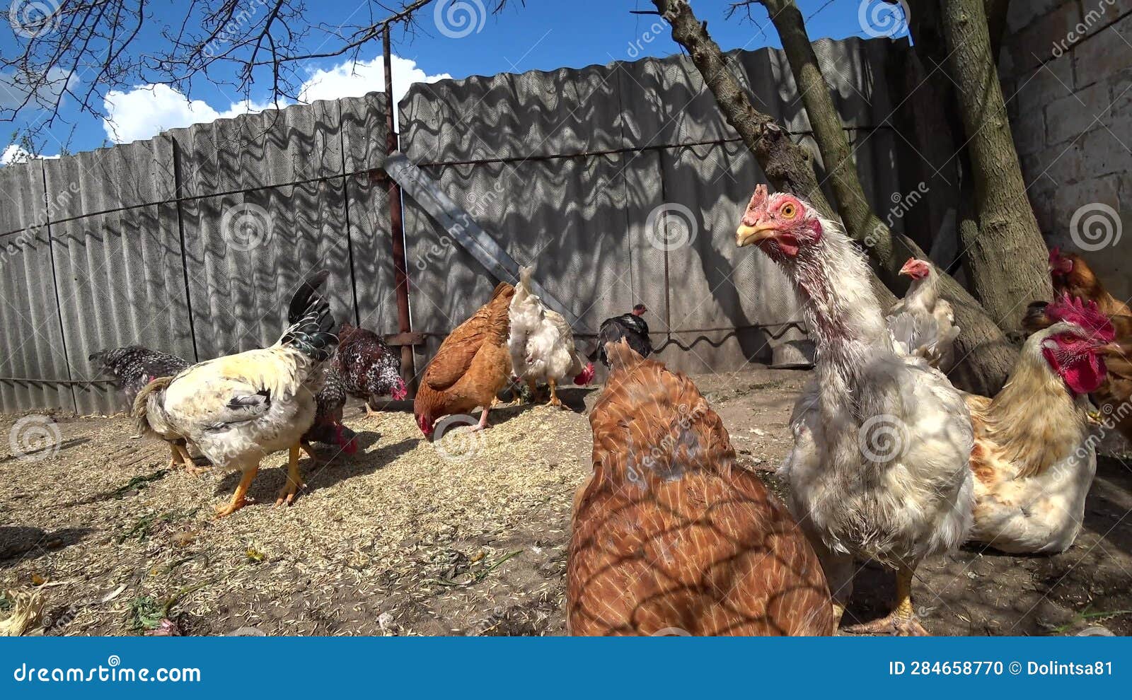 A White Rooster is Sitting, a White Hen is Watching. Feeding Chickens ...