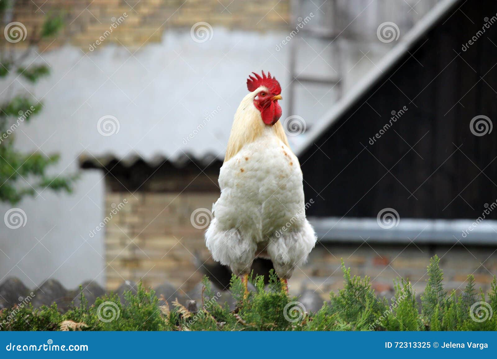 White rooster stock image. Image of poultry, roof, animal - 72313325 White rooster stock image. Image of poultry, roof, animal - 72313325
