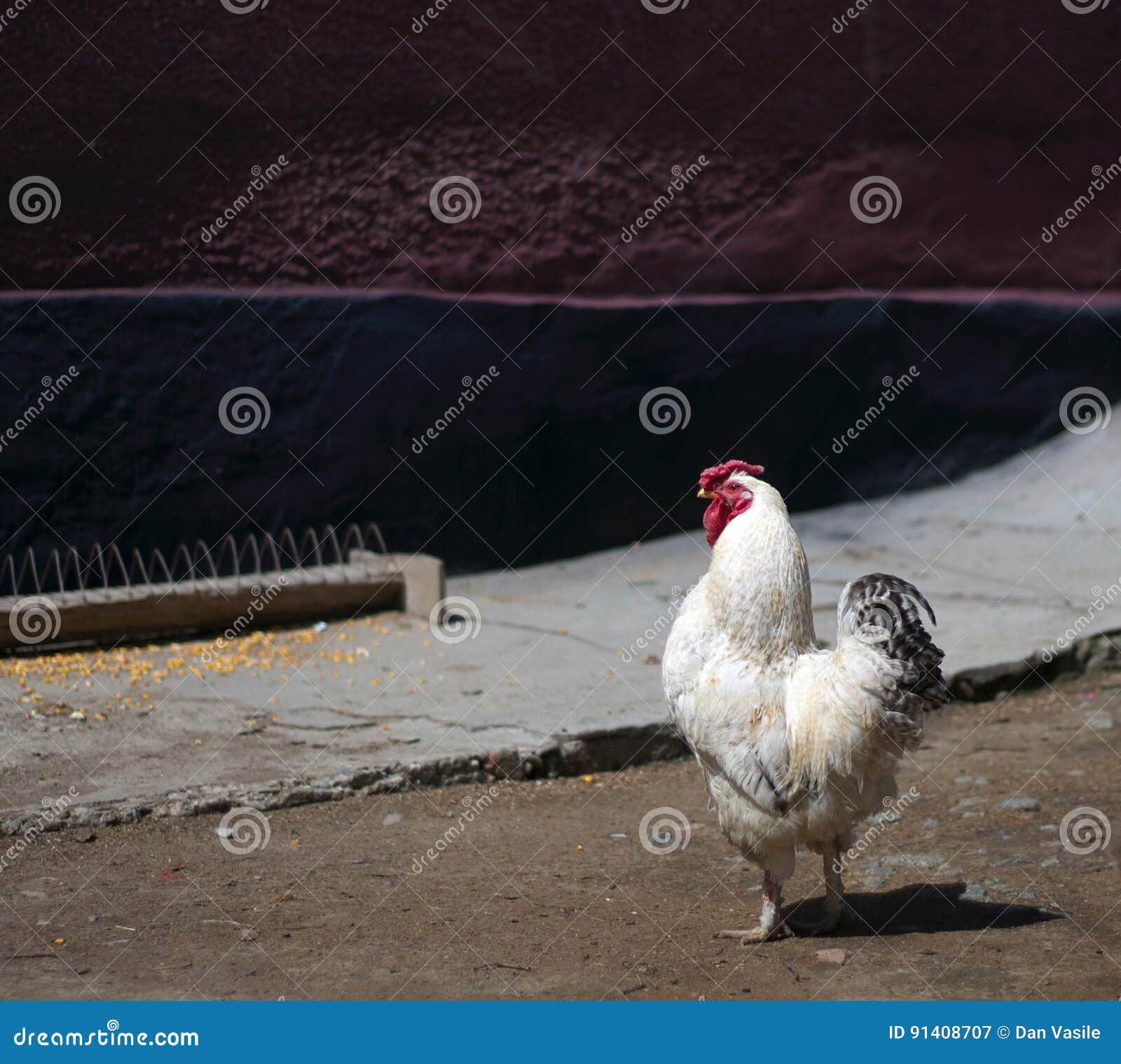 White rooster stock image. Image of outside, beak, feathered - 91408707