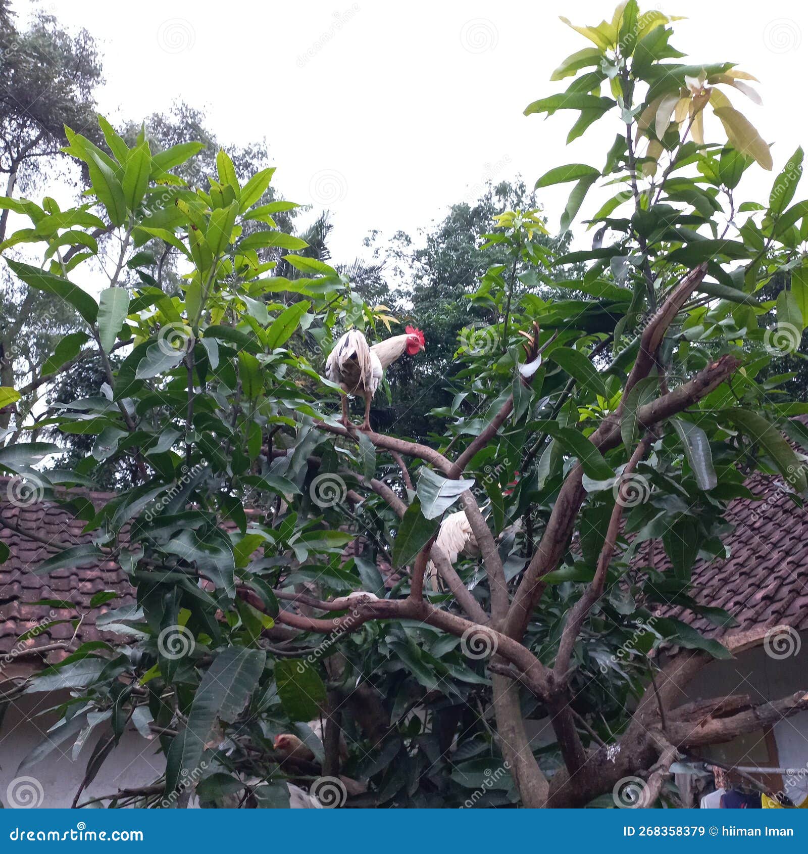 A White Rooster is on a Tree Branch Stock Image - Image of white, tree ...