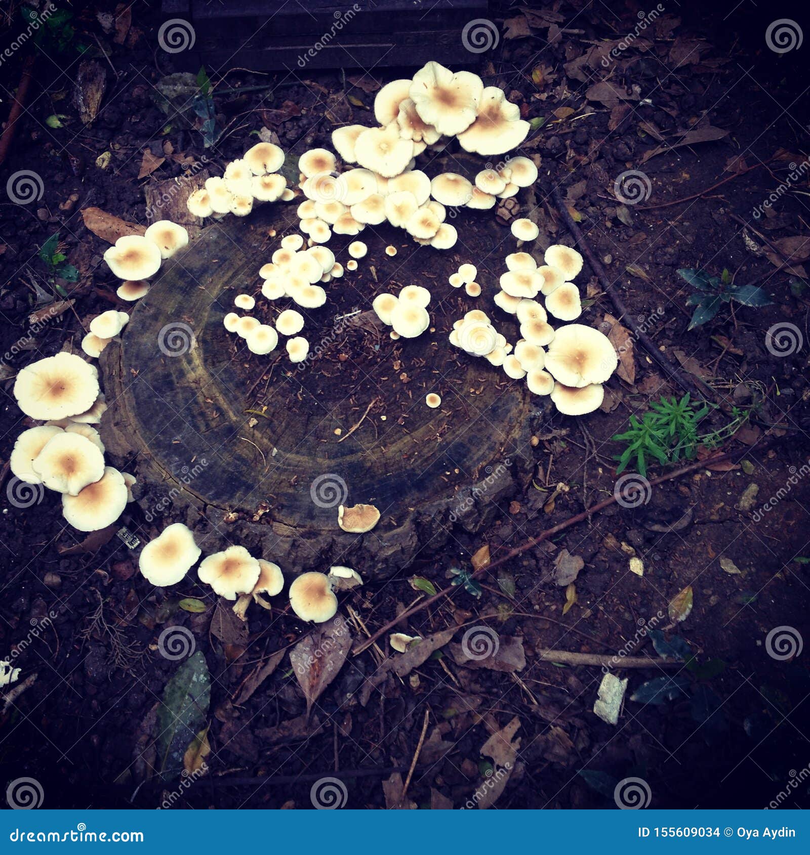 White root fungus stock photo. Image of tree, white - 155609034