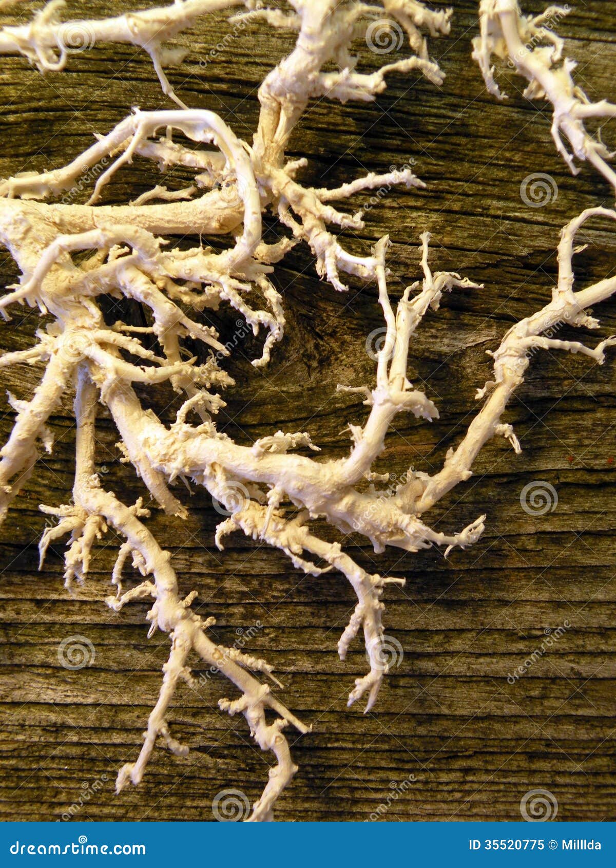 White root stock image. Image of desk, view, background - 35520775