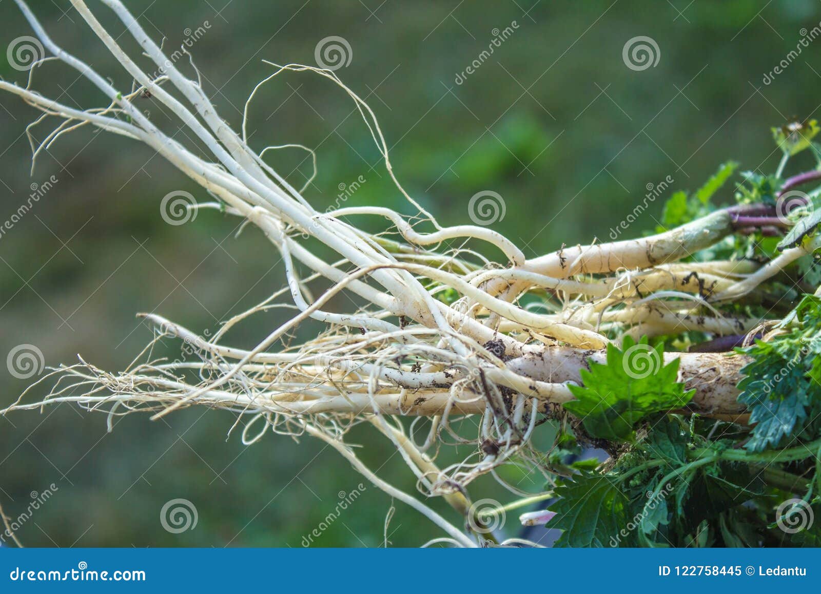 White Root of Young Nettle for Herbal Medicine. Urtica Dioica Stock ...