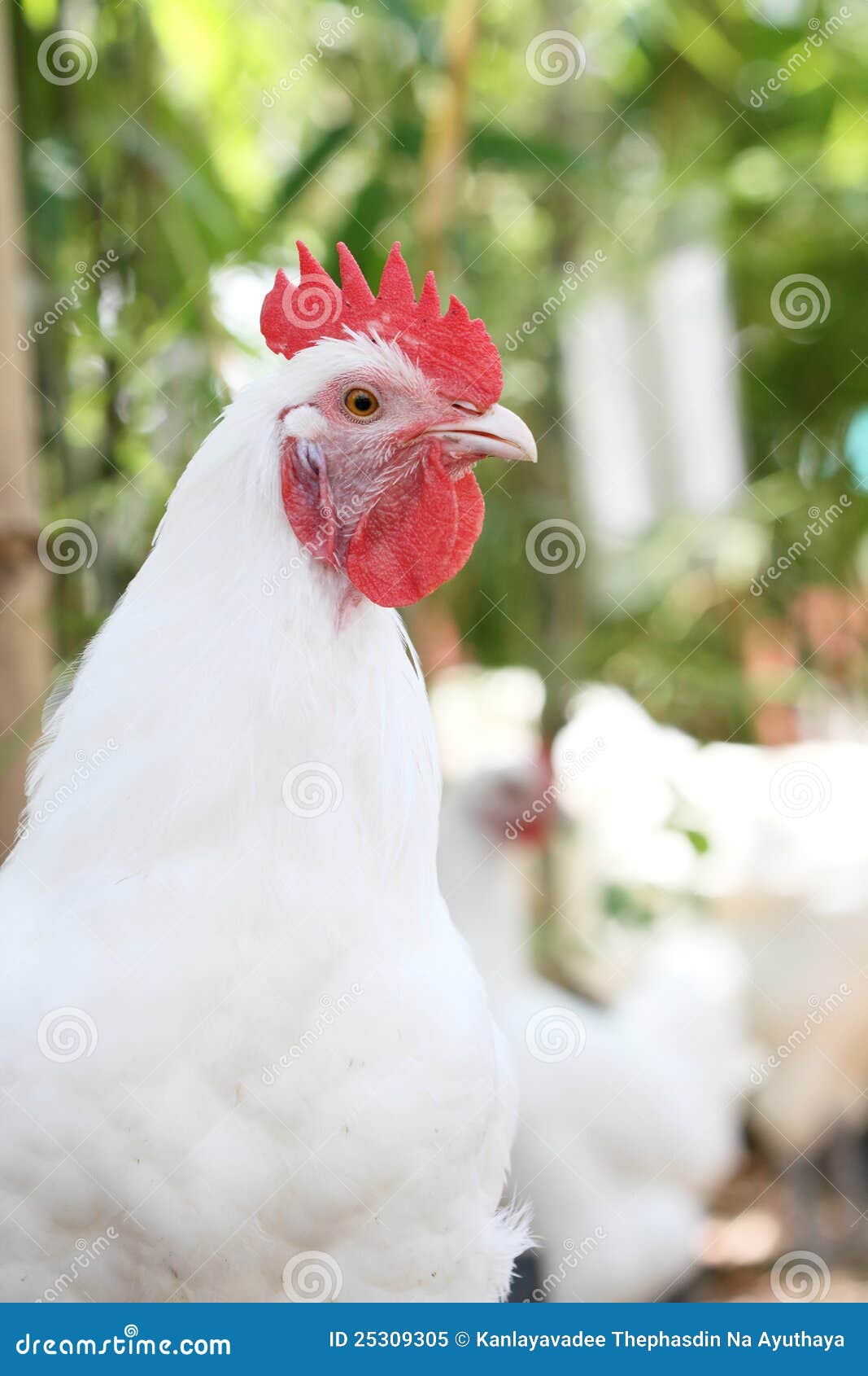 White Rooter stock image. Image of eyes, blue, beak, pair - 25309305