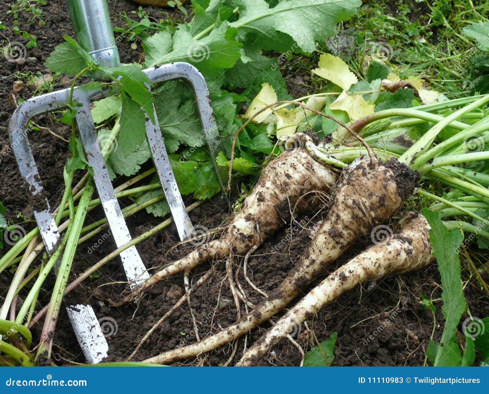 White roots stock image. Image of food, harvest, white - 11110983