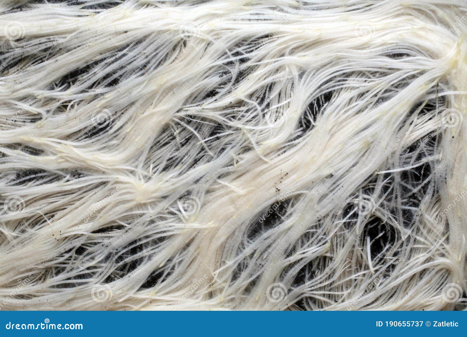 White Roots Close Up Background Stock Image - Image of macro, plant ...