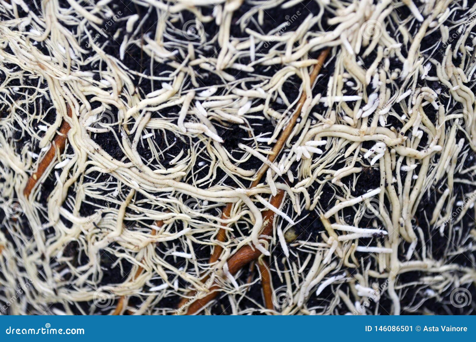 White roots of plants. stock image. Image of detail - 146086501