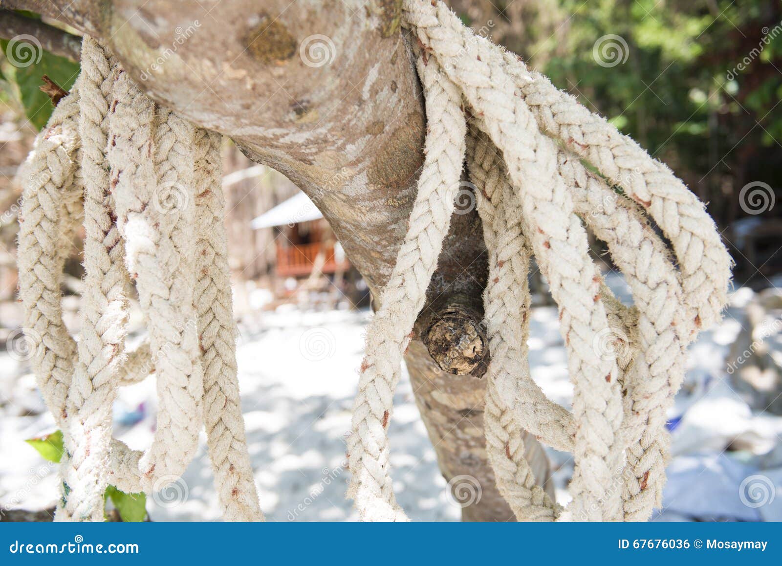 White Rope Spiral on a Tree Stock Photo - Image of weave, cord: 67676036