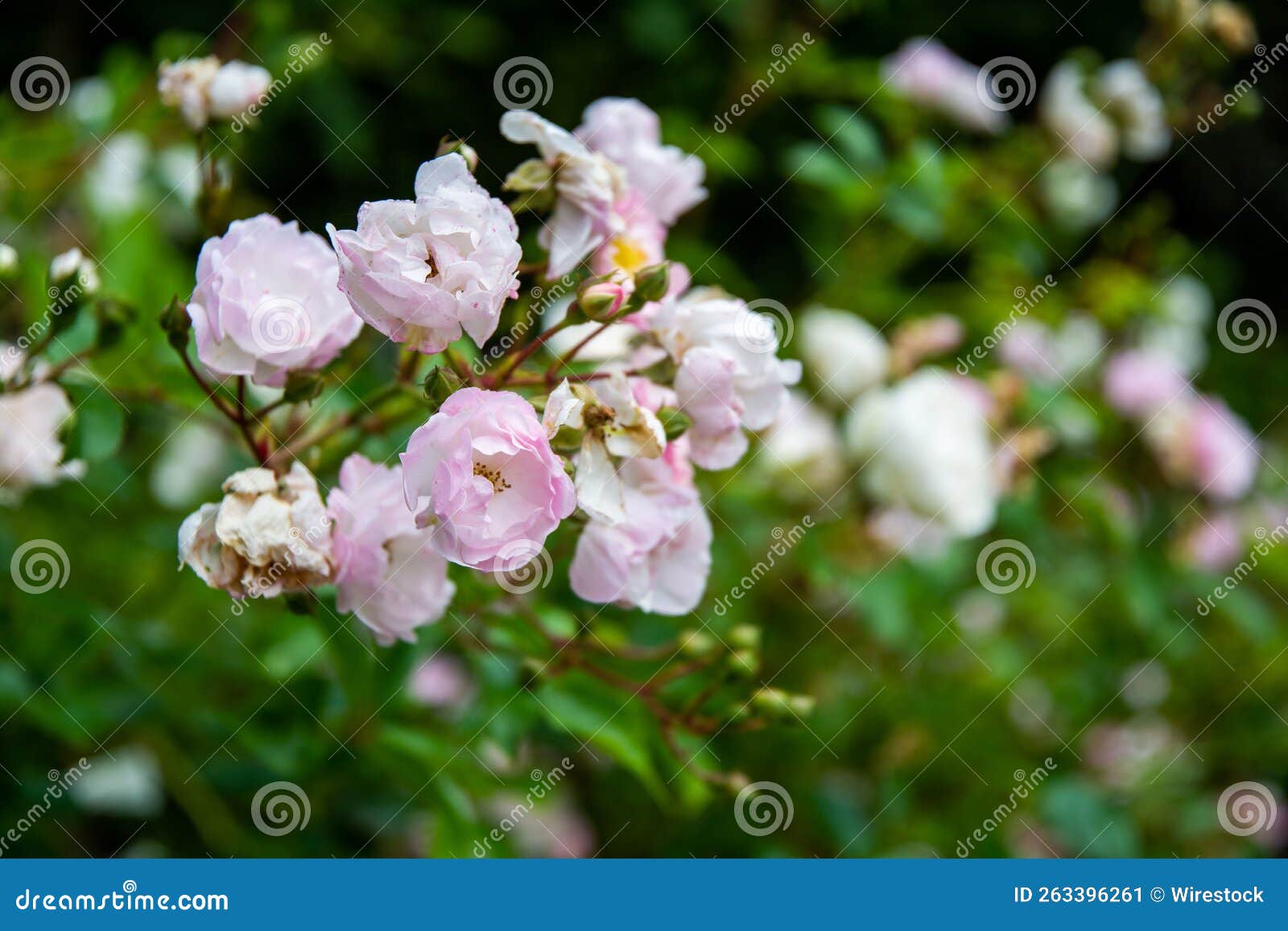 White Multiflora Rose Bush Rosa Polyantha, Also Known As Seven-Sisters ...