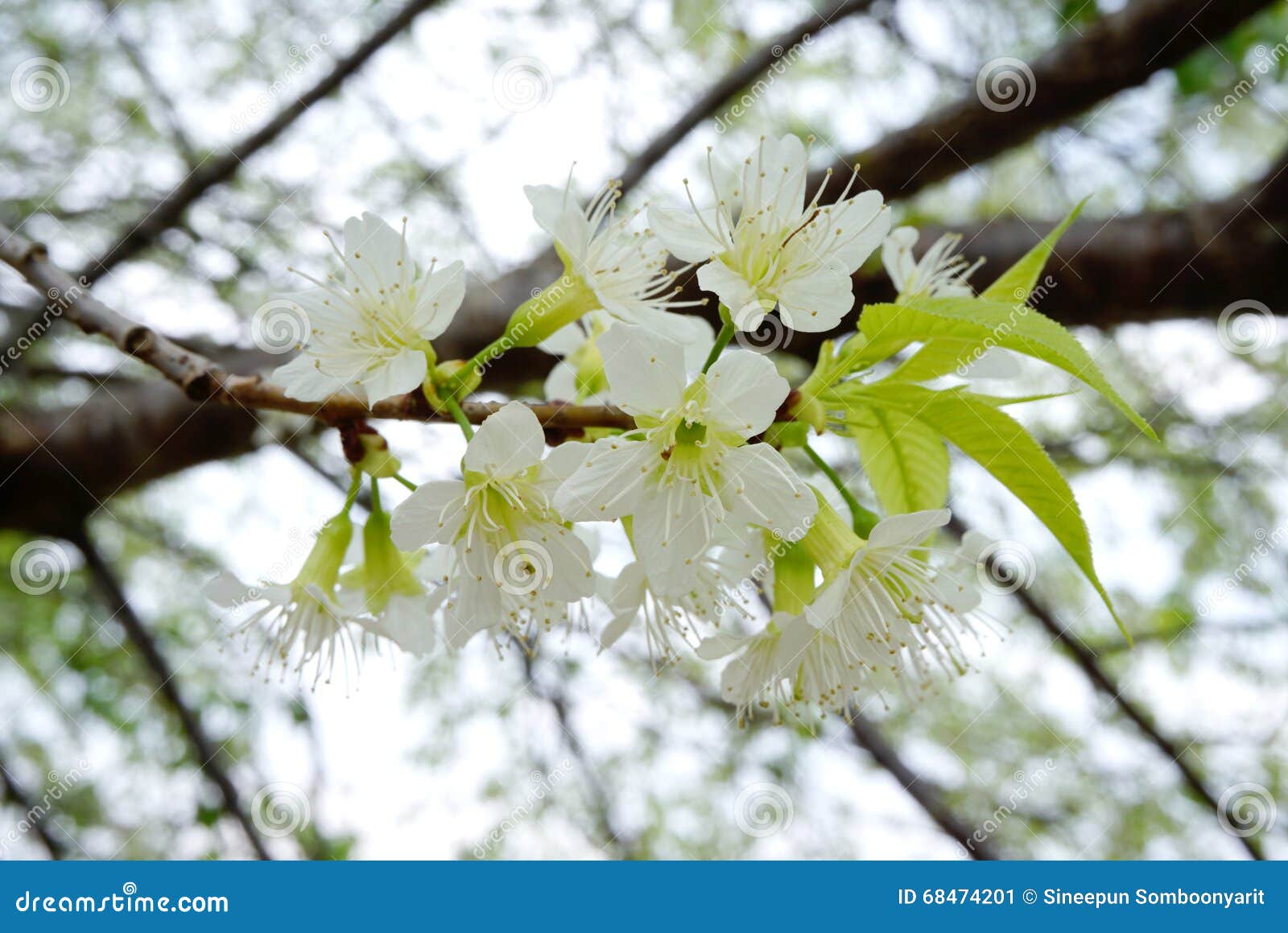 White Rosaceae flowers stock image. Image of blooming - 68474201