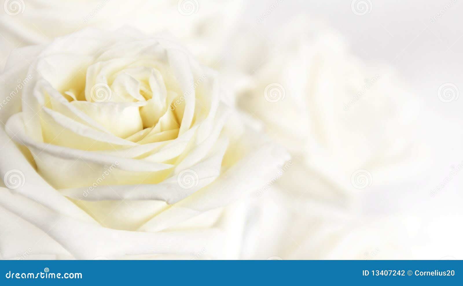 White rose stock photo. Image of blossoms, nature, natural - 13407242