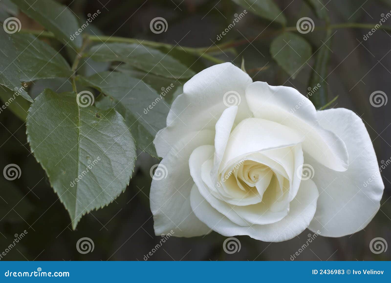 White Rose stock image. Image of flora, holiday, idea - 2436983